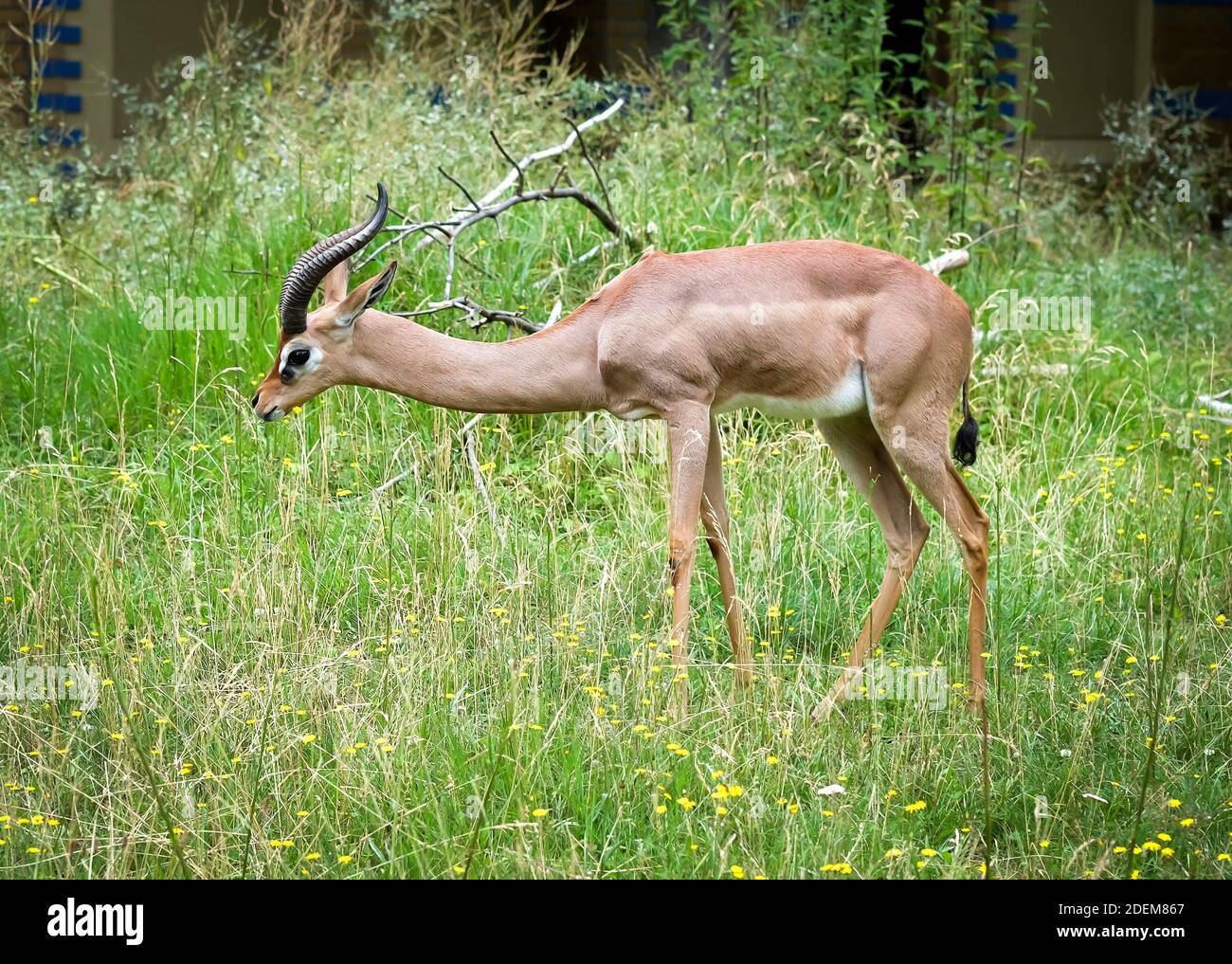 Side view roe deer head hi-res stock photography and images - Alamy