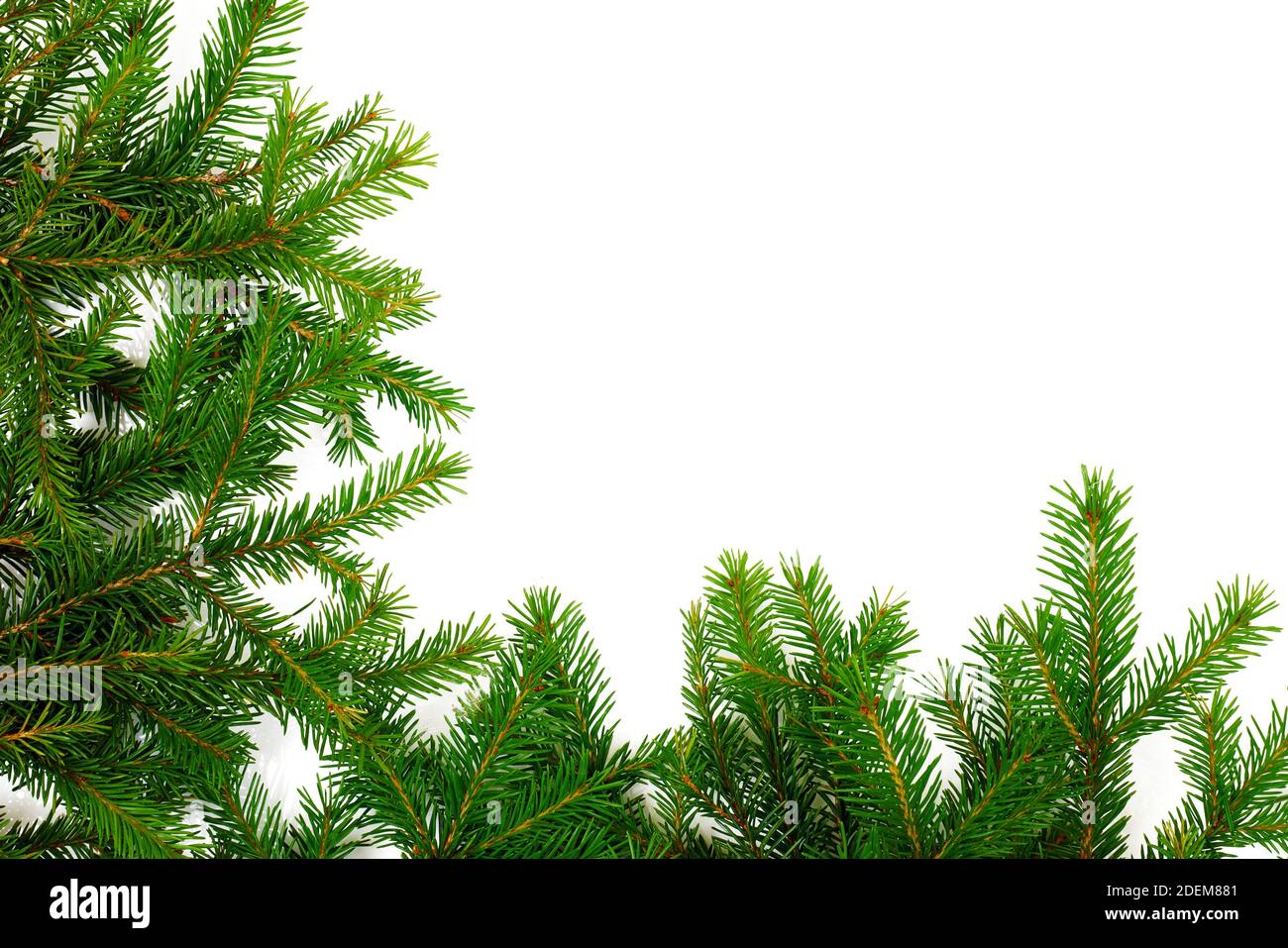 green spruce branches border isolated on white background, corner ...
