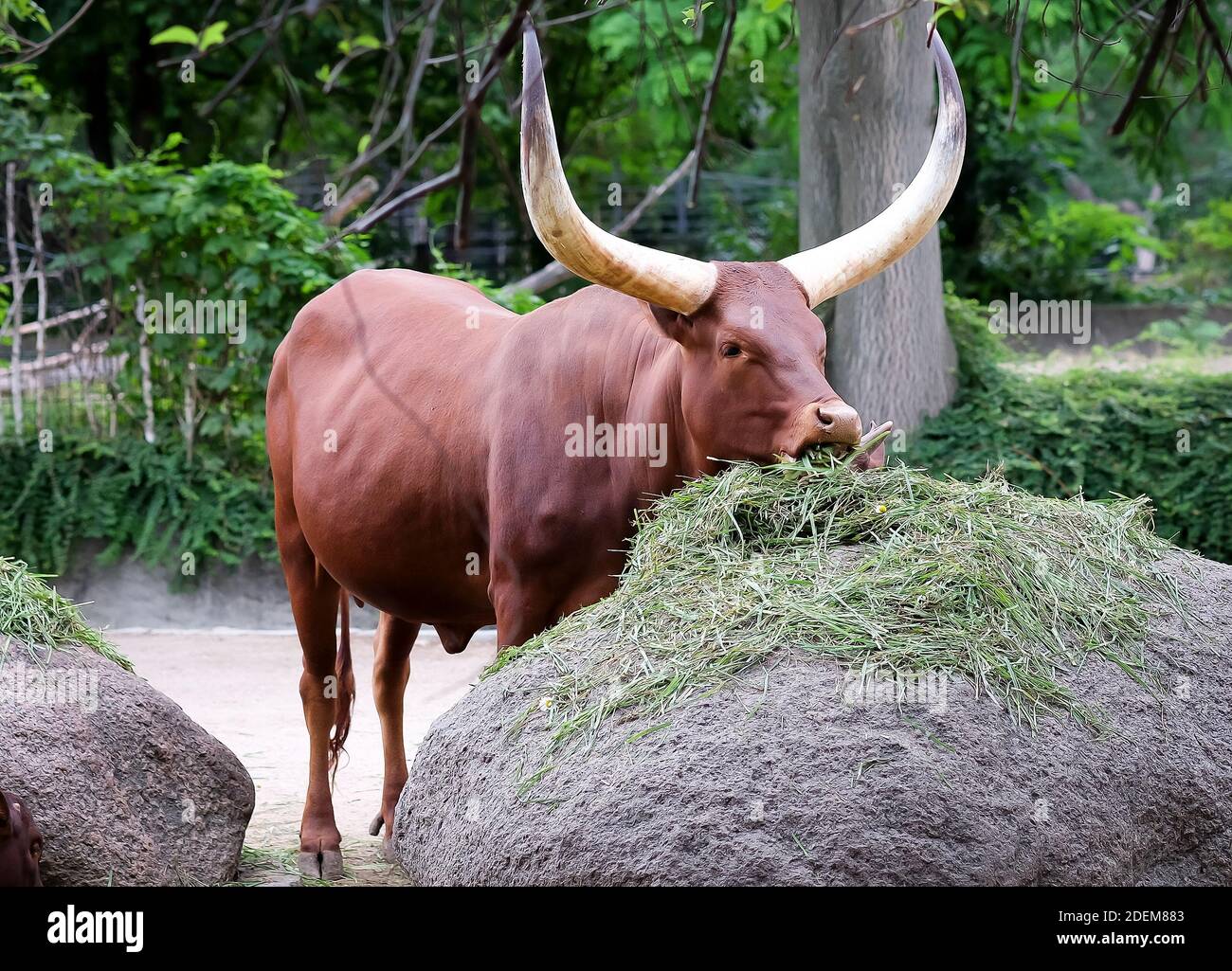 Ankole-Watusi bull stock photo Stock Photo - Alamy