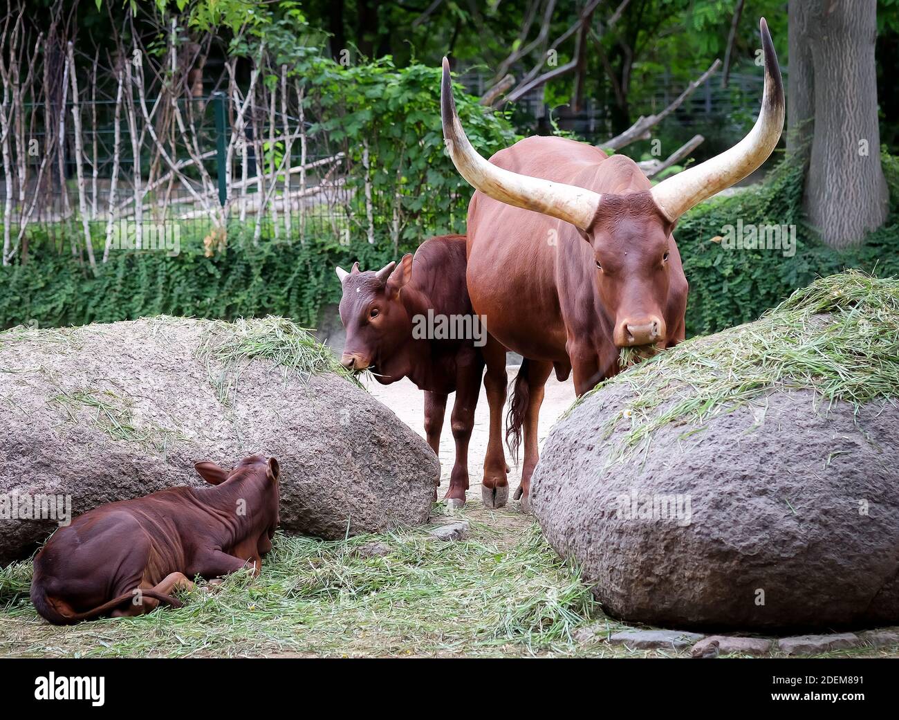 Ankole-Watusi bull stock photo Stock Photo - Alamy