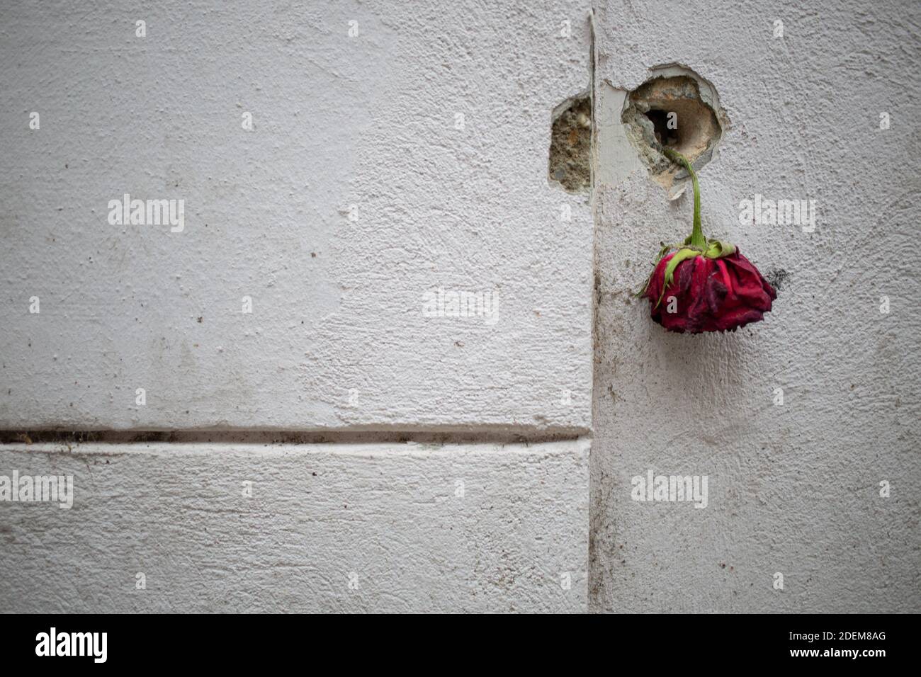 A flower left in one of the bullet holes at the memorial to the Vienna ...