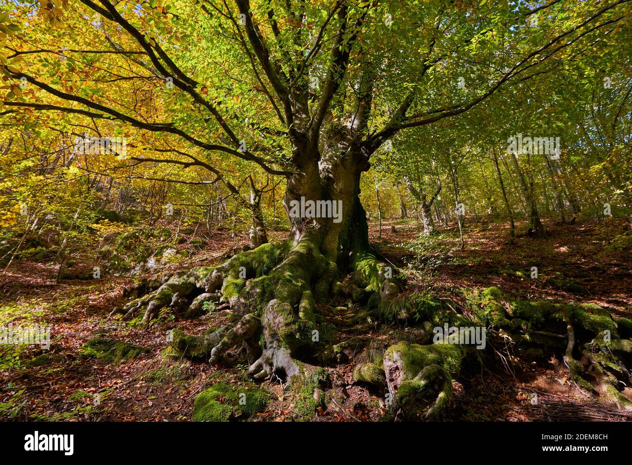 Centennial beech tree with huge roots in the autumn Stock Photo - Alamy