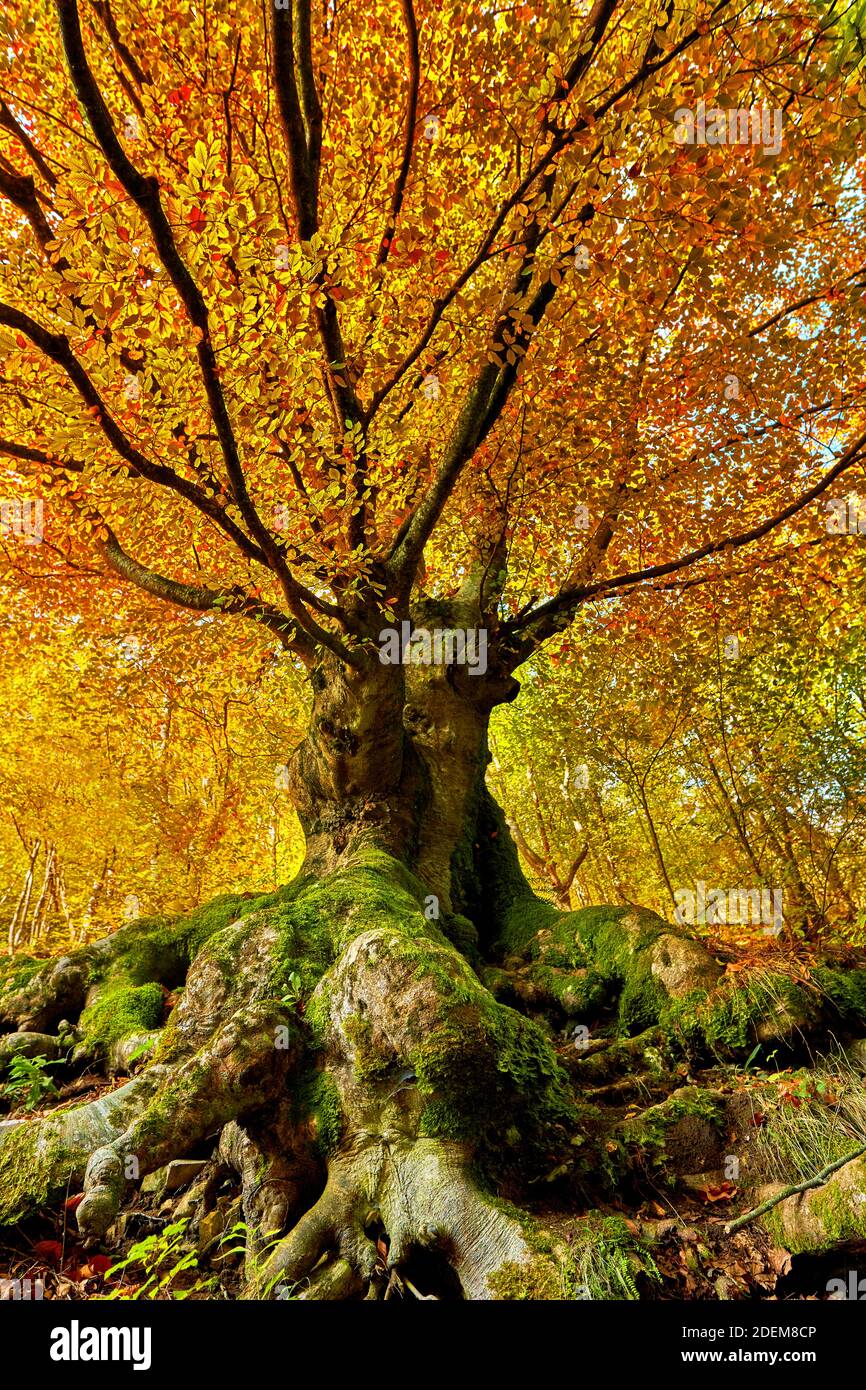 Centennial beech tree with huge roots in the autumn Stock Photo - Alamy