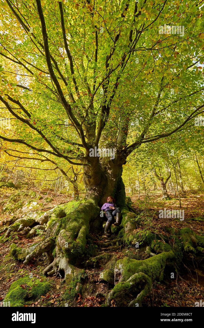 Woman tourist embraced by the roots of a centennial beech tree Stock ...