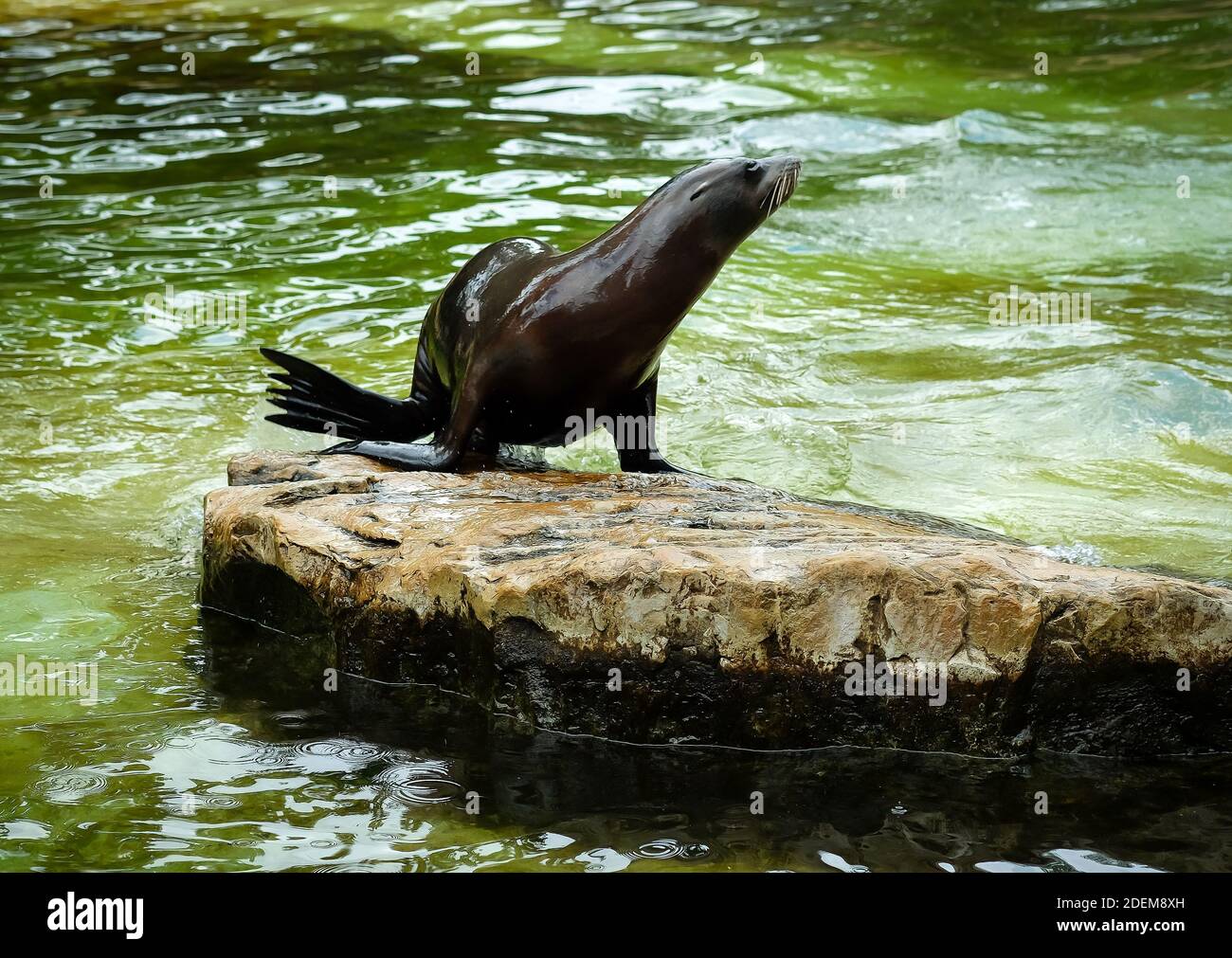 Seal pond hi-res stock photography and images - Alamy