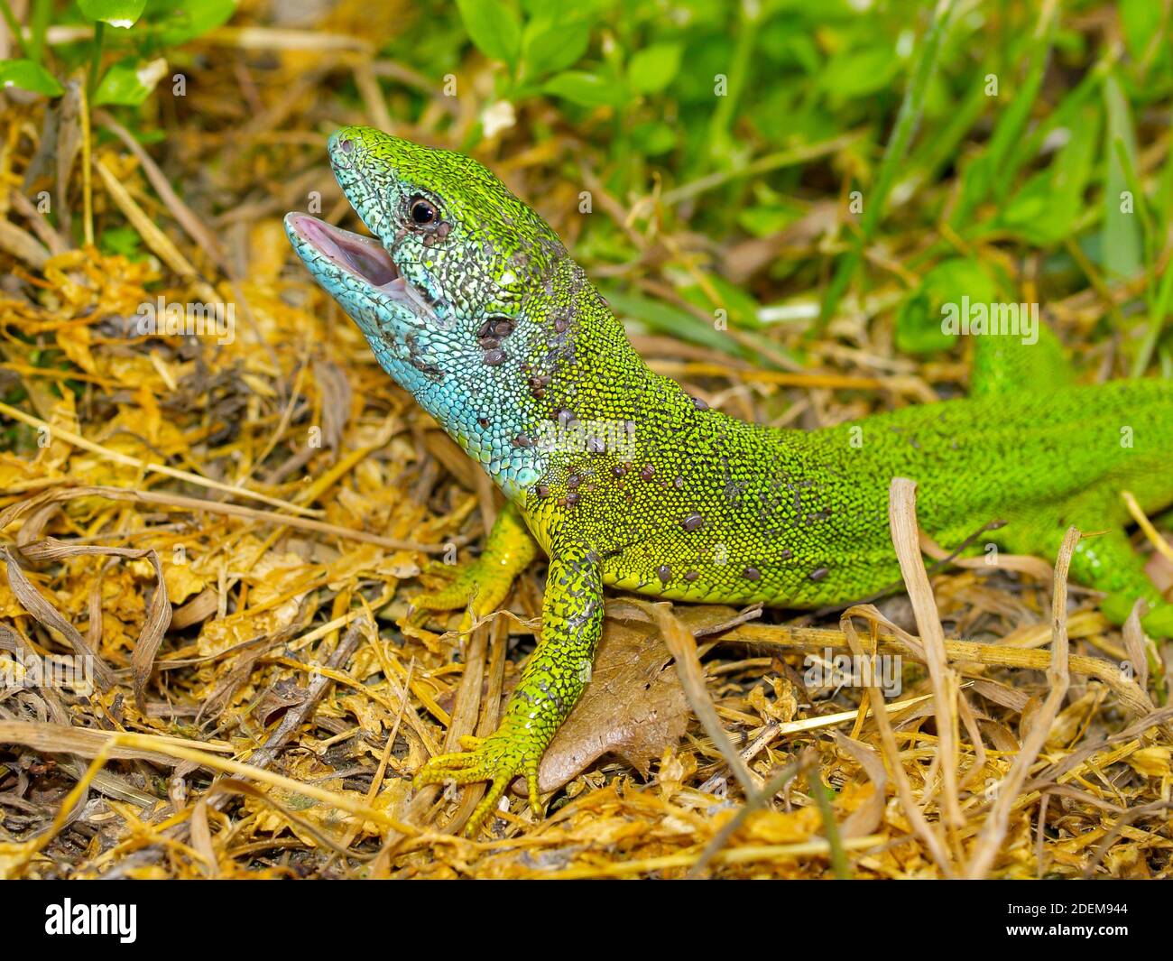 lacerta viridis, european green lizard in austria, male with ticks ...
