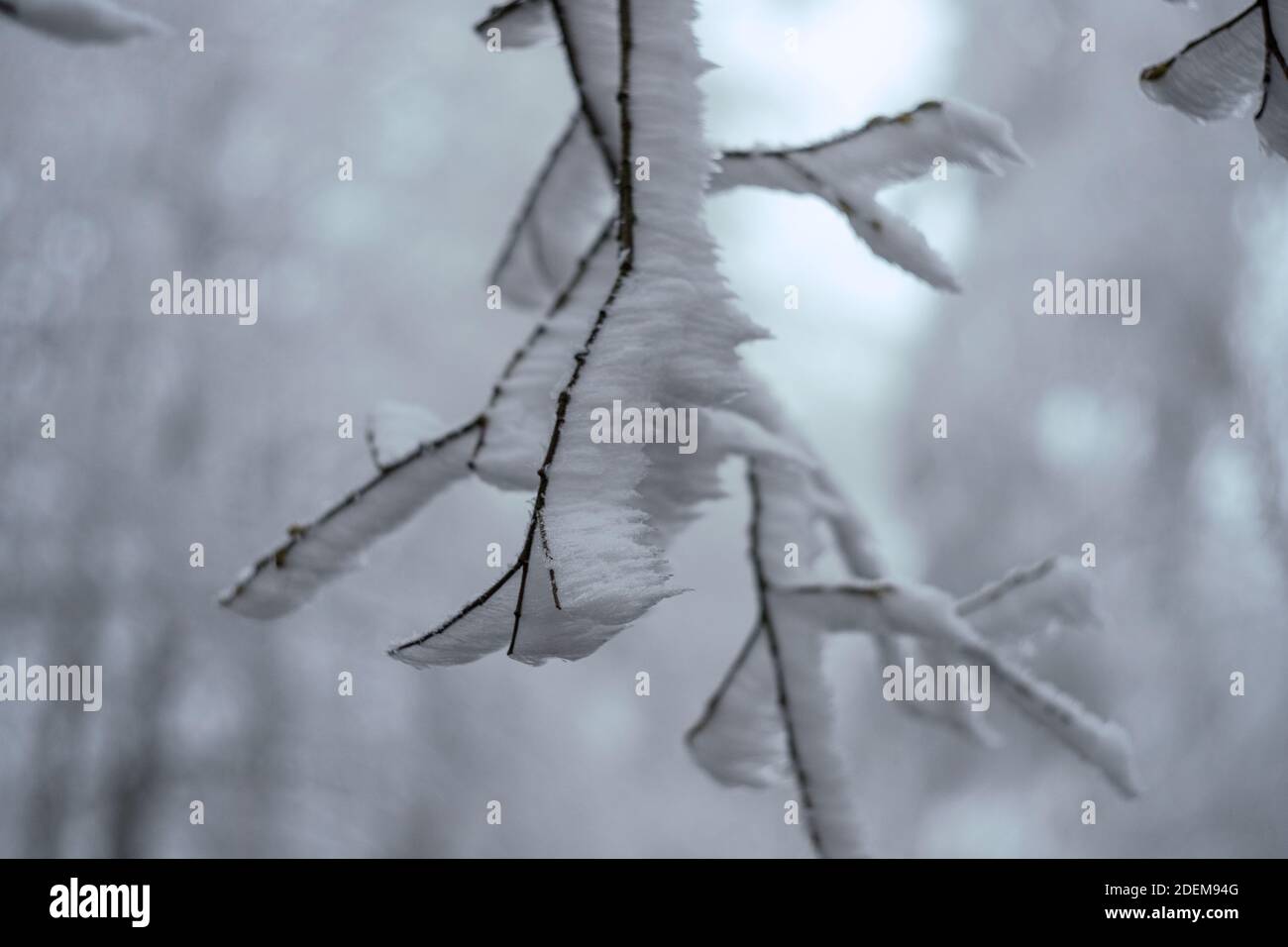 Black tisa hi-res stock photography and images - Alamy