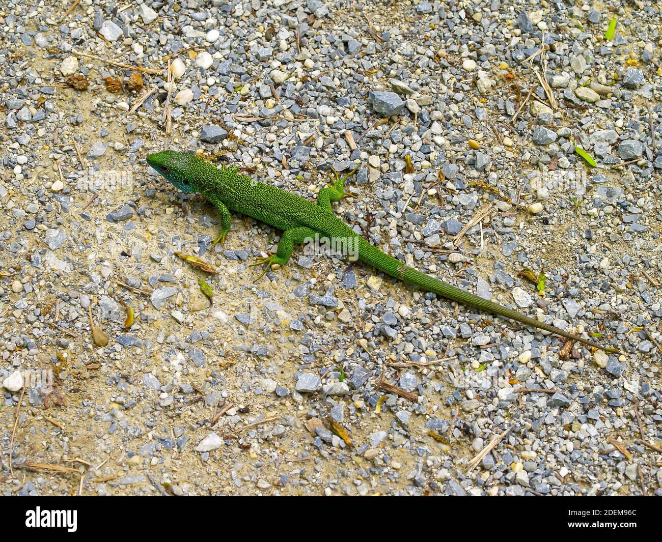 lacerta viridis, european green lizard in austria, male with ticks ...