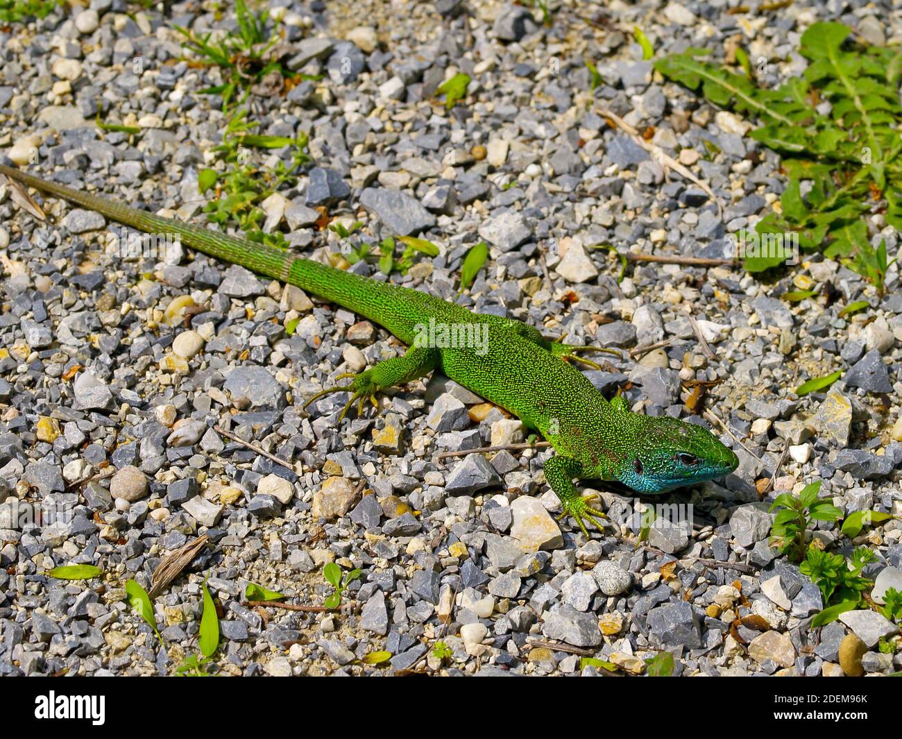lacerta viridis, european green lizard in austria, male with ticks ...