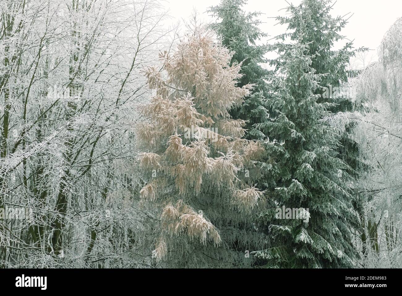 Tisa rocks, the first winter transformation Stock Photo - Alamy