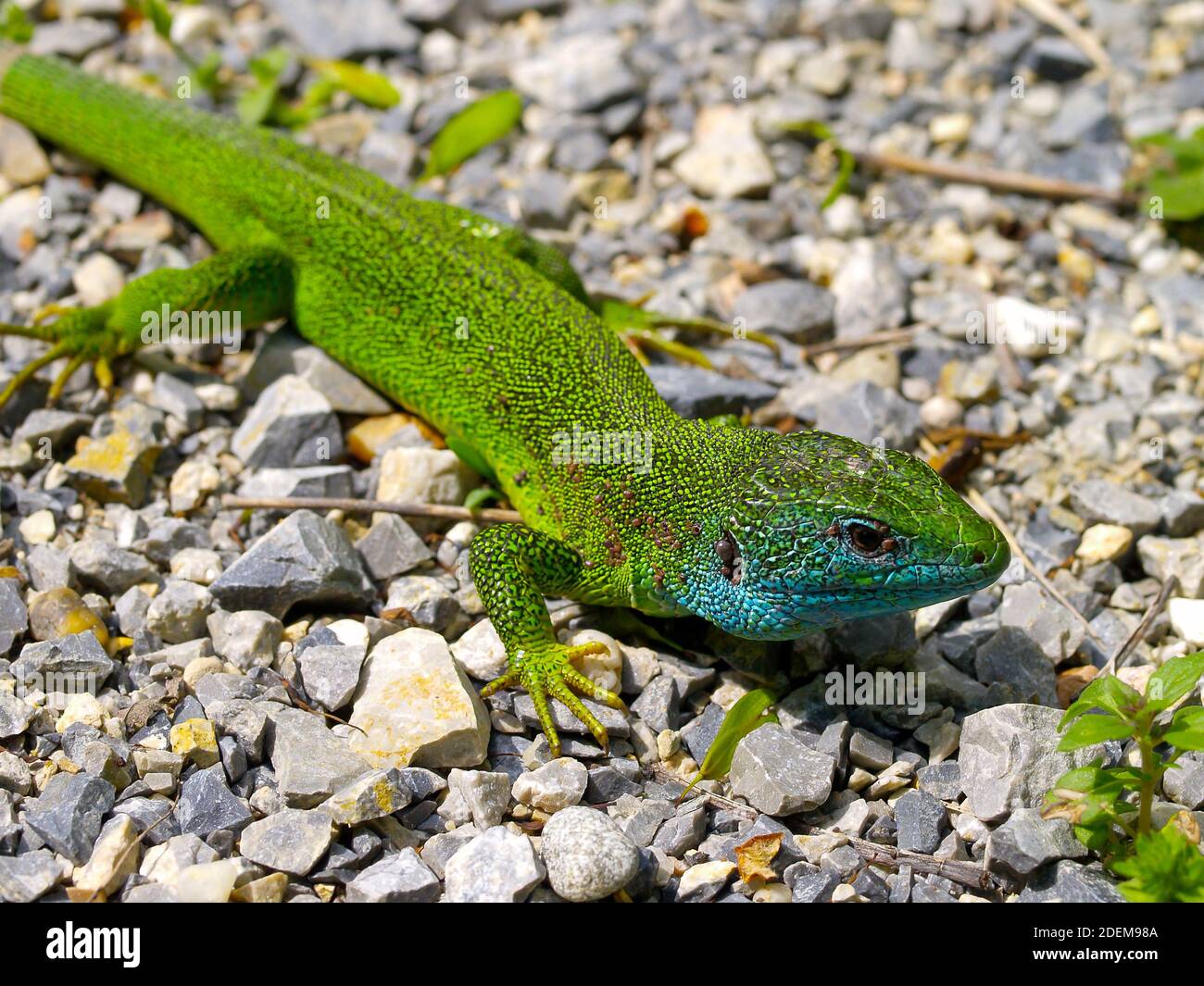 lacerta viridis, european green lizard in austria, male with ticks ...