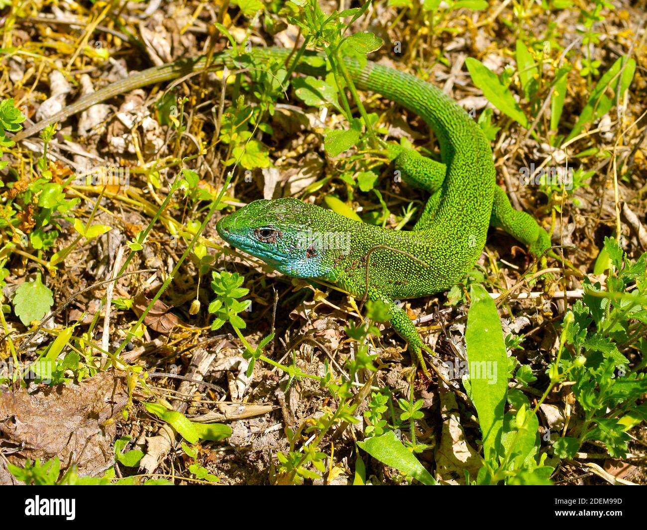 lacerta viridis, european green lizard in austria, male with ticks ...