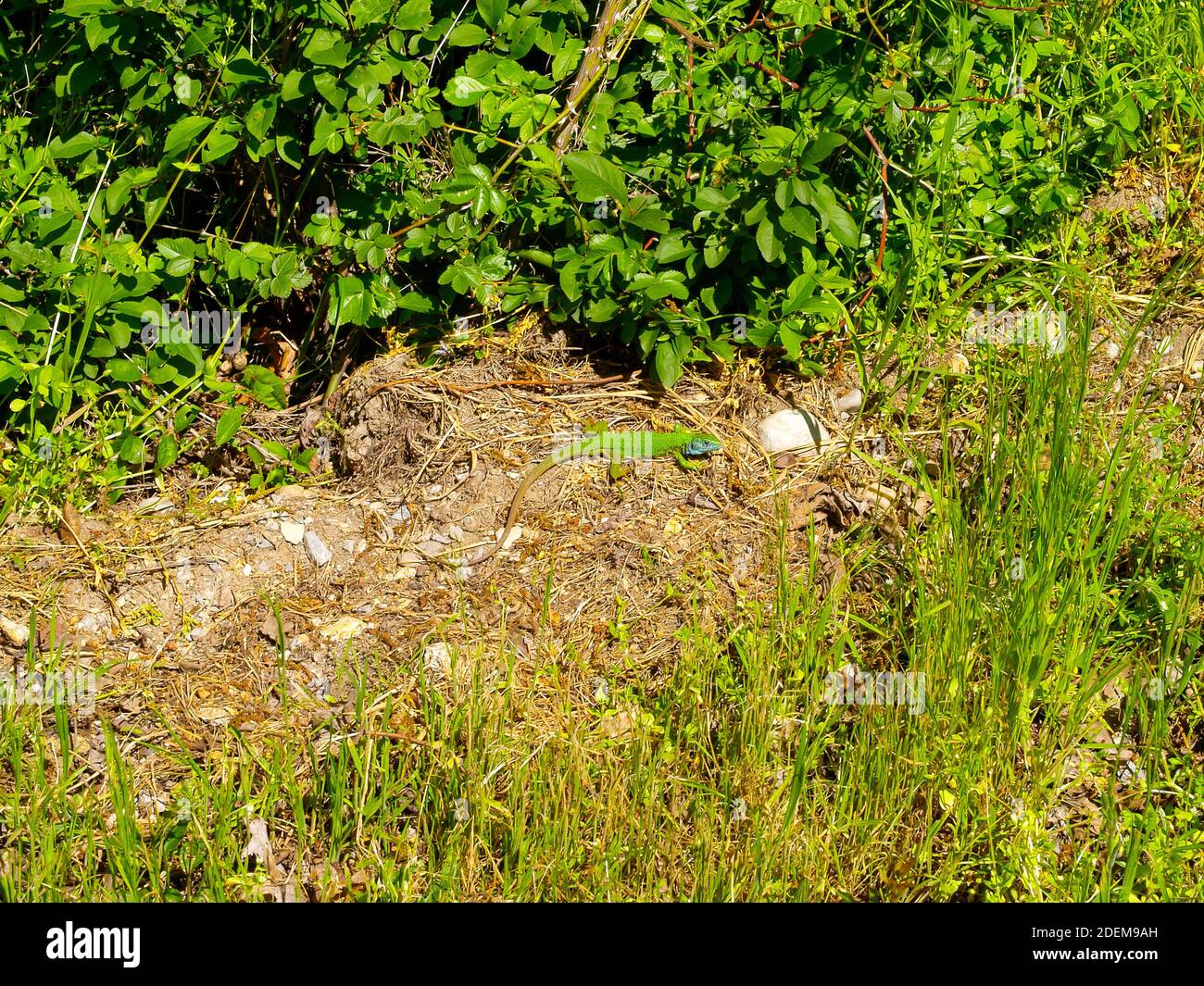 lacerta viridis, european green lizard in austria, male with ticks ...