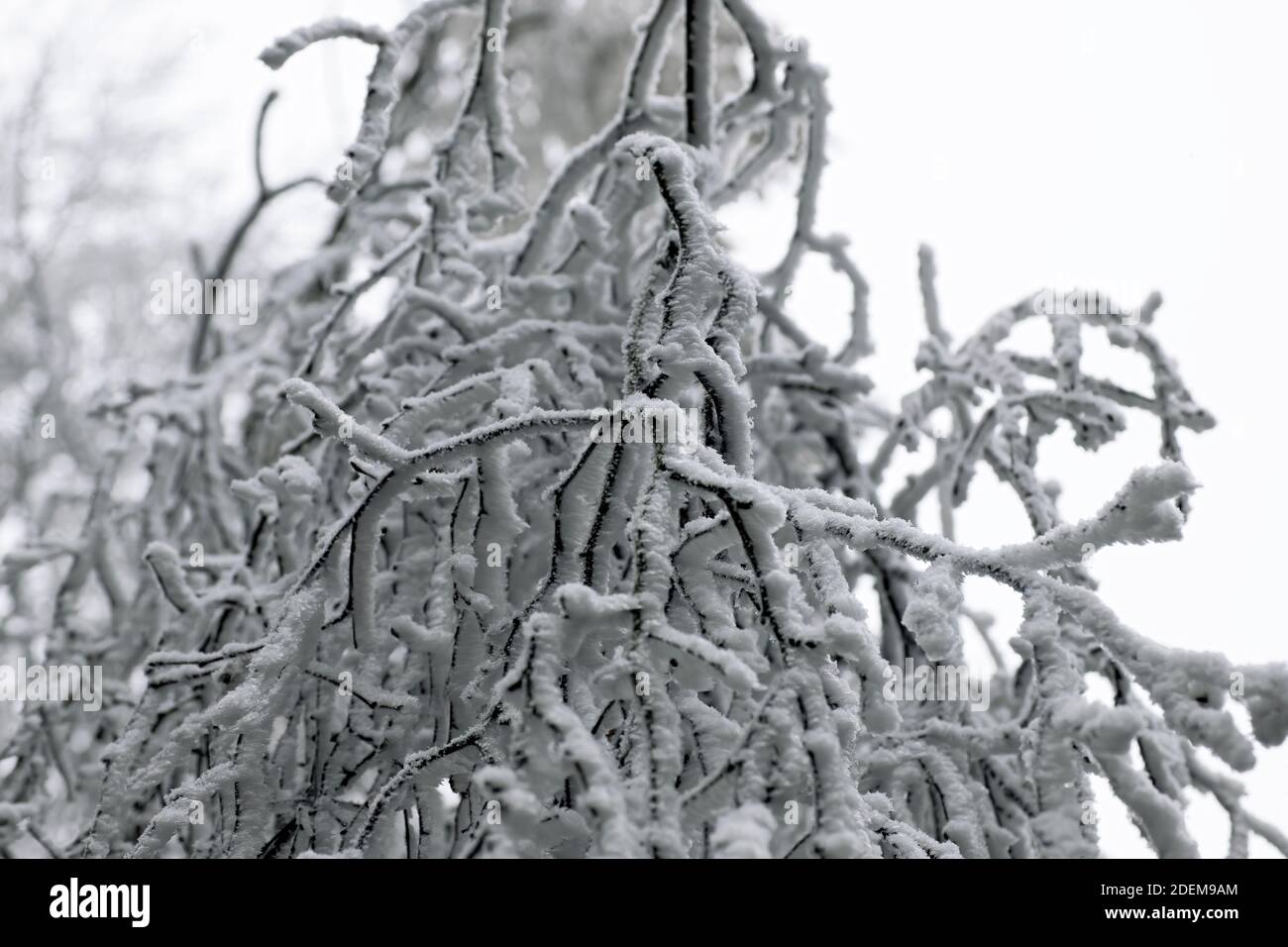 Black tisa hi-res stock photography and images - Alamy