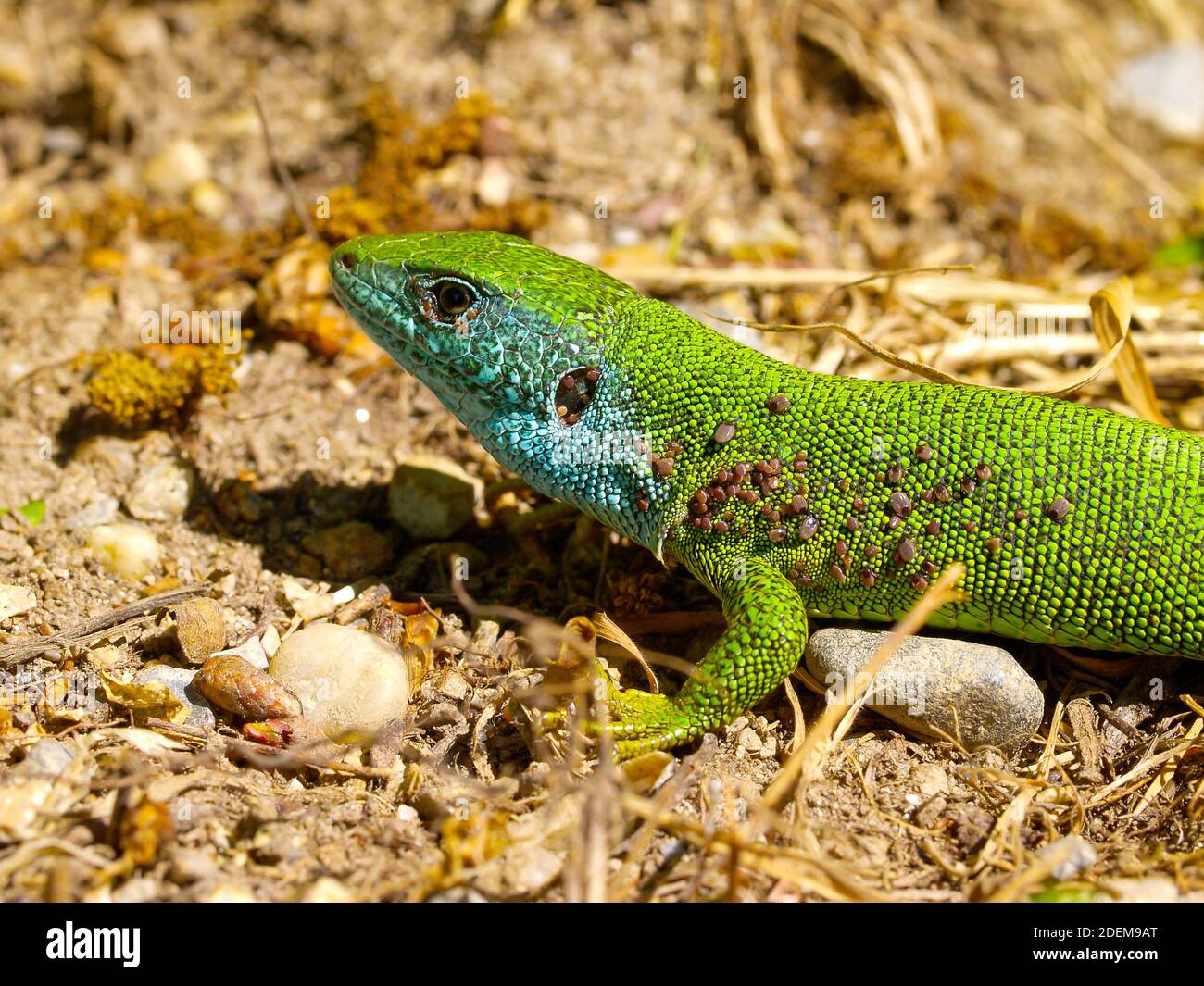 lacerta viridis, european green lizard in austria, male with ticks ...