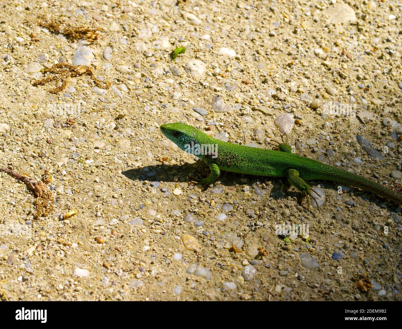 lacerta viridis, european green lizard in austria, male with ticks ...