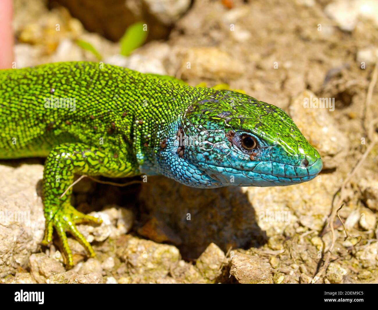 lacerta viridis, european green lizard in austria, male with ticks ...