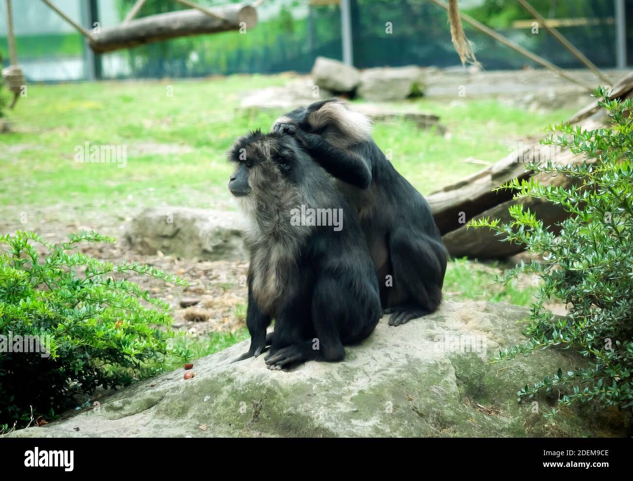 Side view baby monkey on hi-res stock photography and images - Alamy