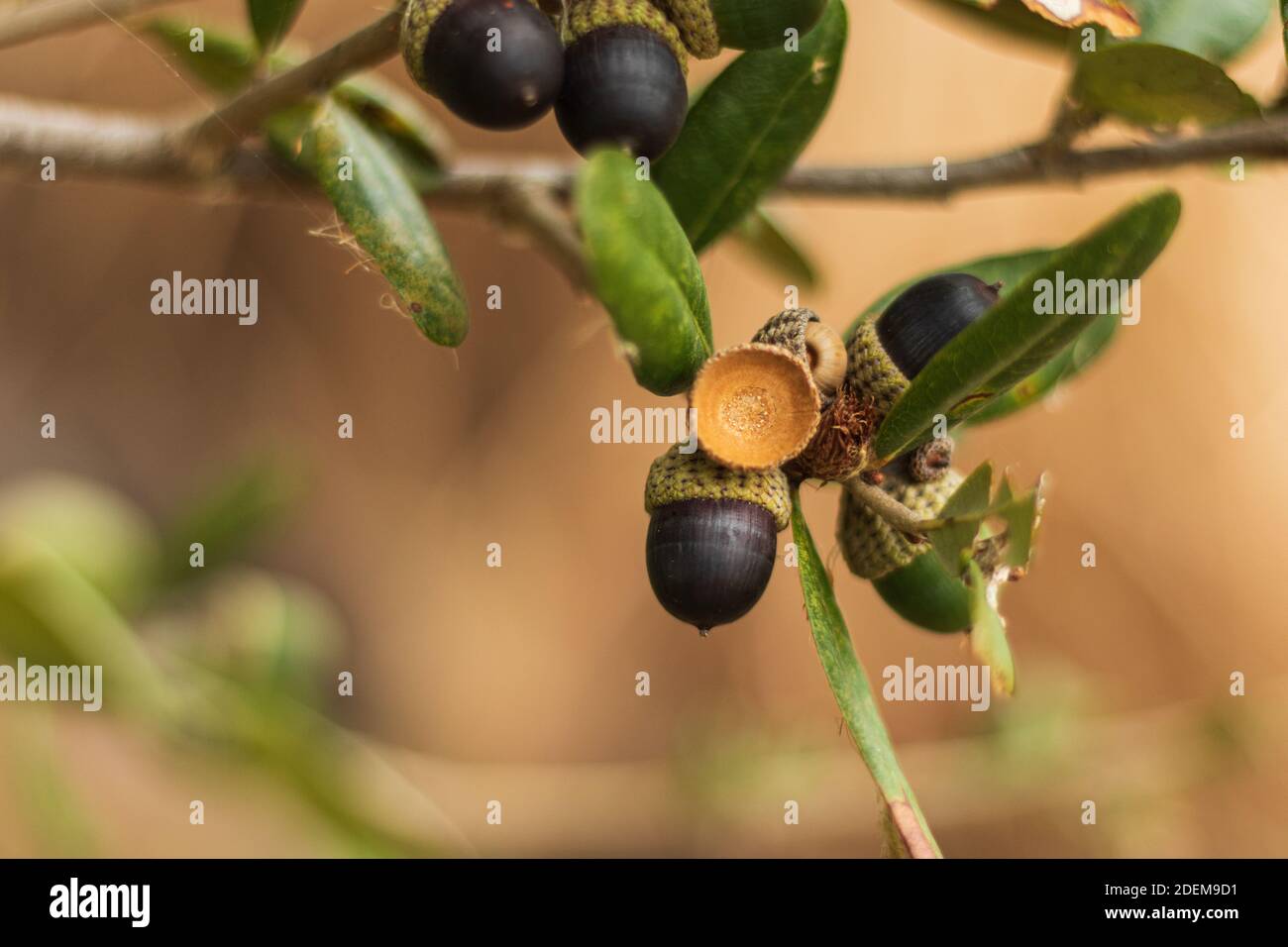 Acorn nuts hi-res stock photography and images - Alamy