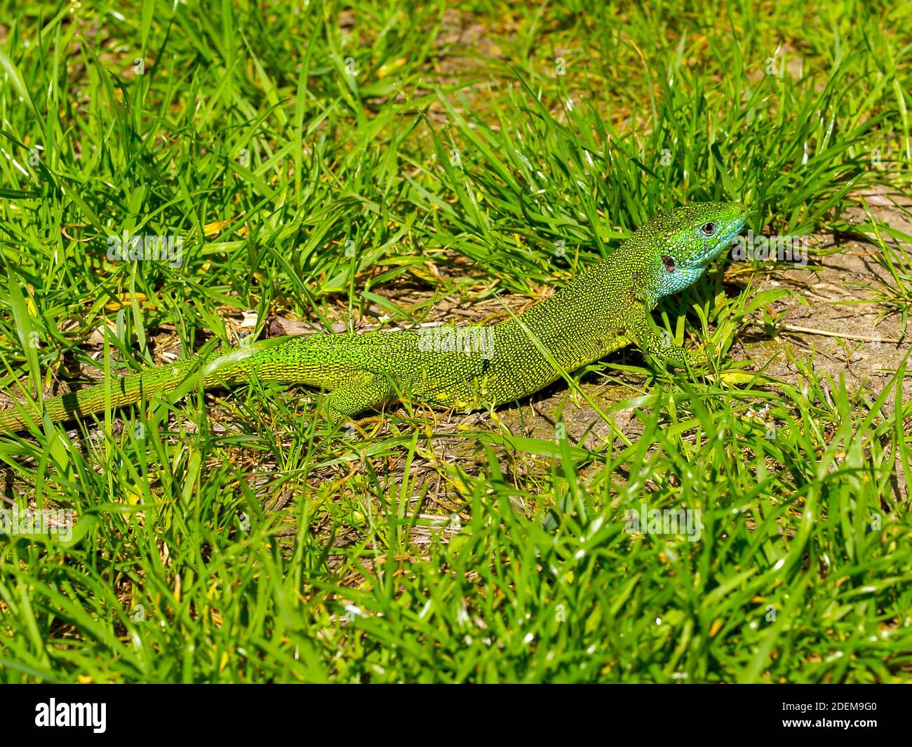 lacerta viridis, european green lizard in austria, male with ticks ...