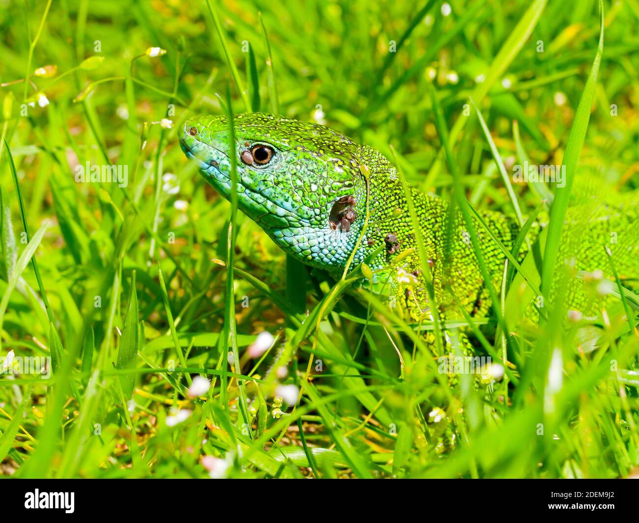 lacerta viridis, european green lizard in austria, male with ticks ...