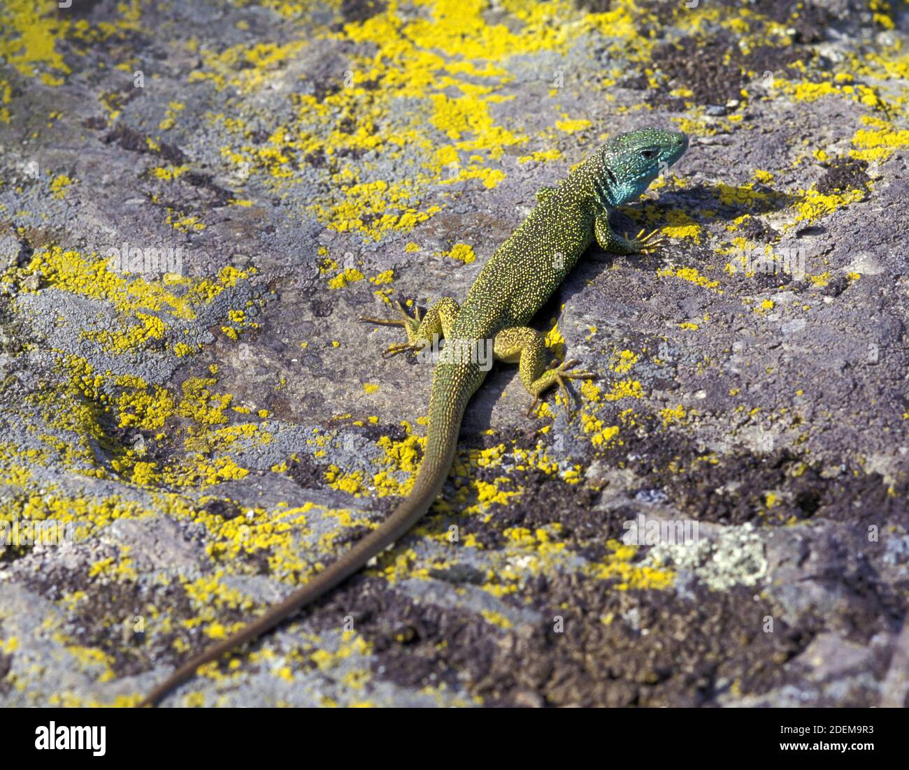 lacerta viridis, european green lizard in austria, male with ticks ...