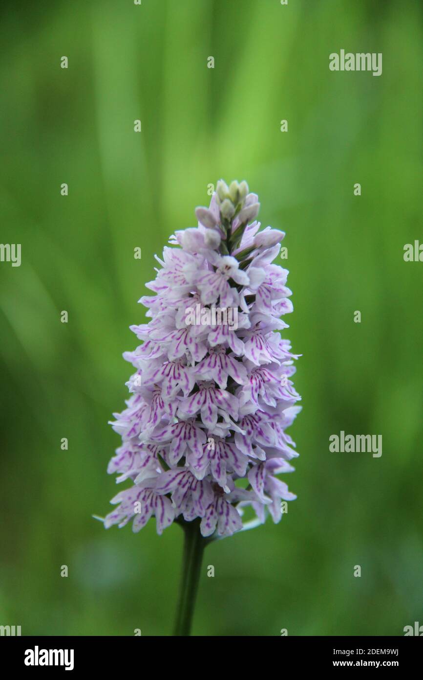 The Flower of a Wild Common Spotted Orchid Plant Stock Photo - Alamy