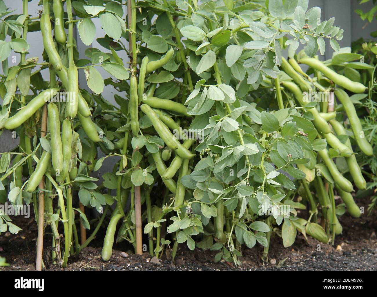 A Crop of Broad Bean Plants Ready for Harvesting Stock Photo - Alamy