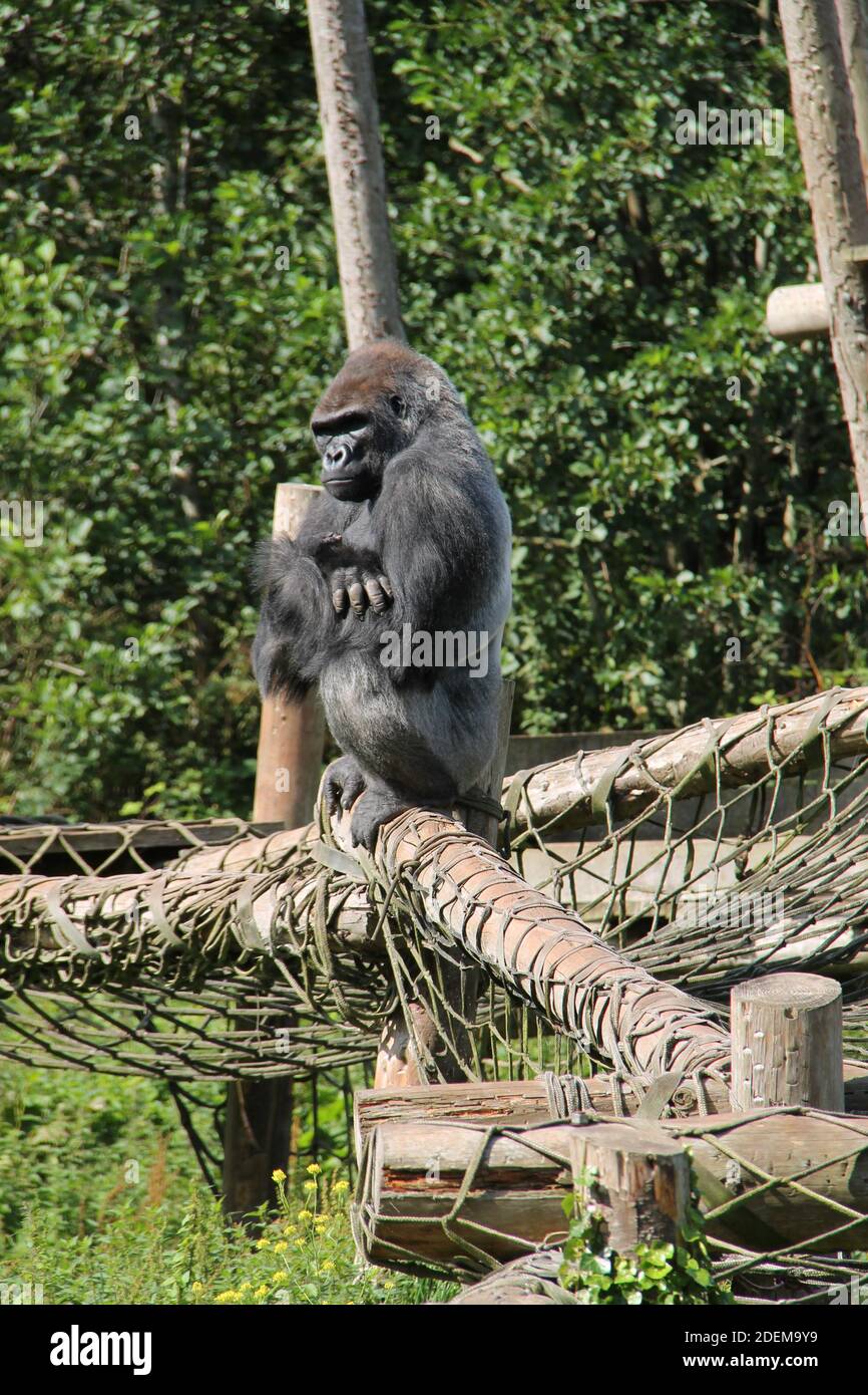 Large gorilla hi-res stock photography and images - Alamy