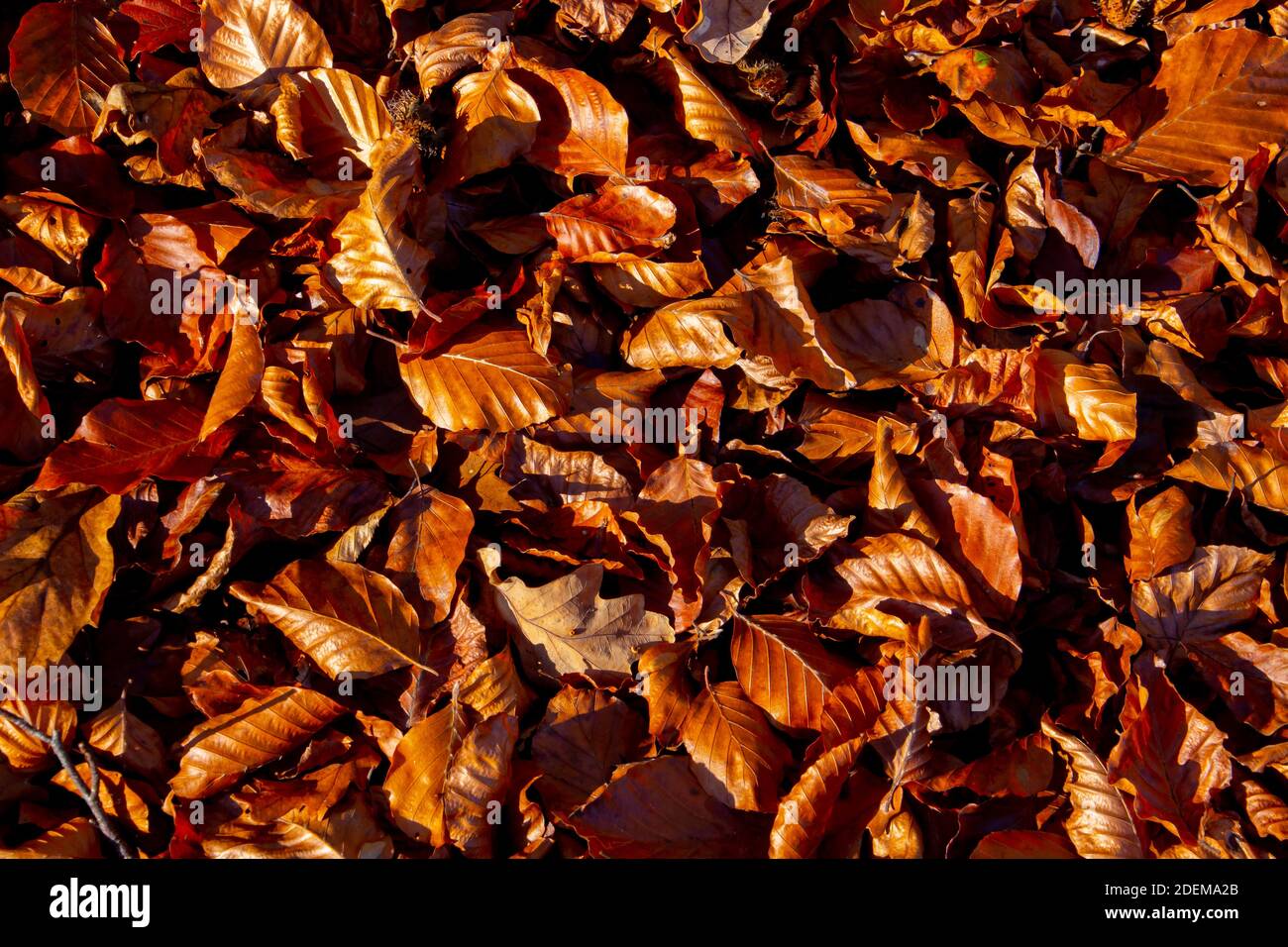 Backdrop of brown leaves hi-res stock photography and images - Alamy