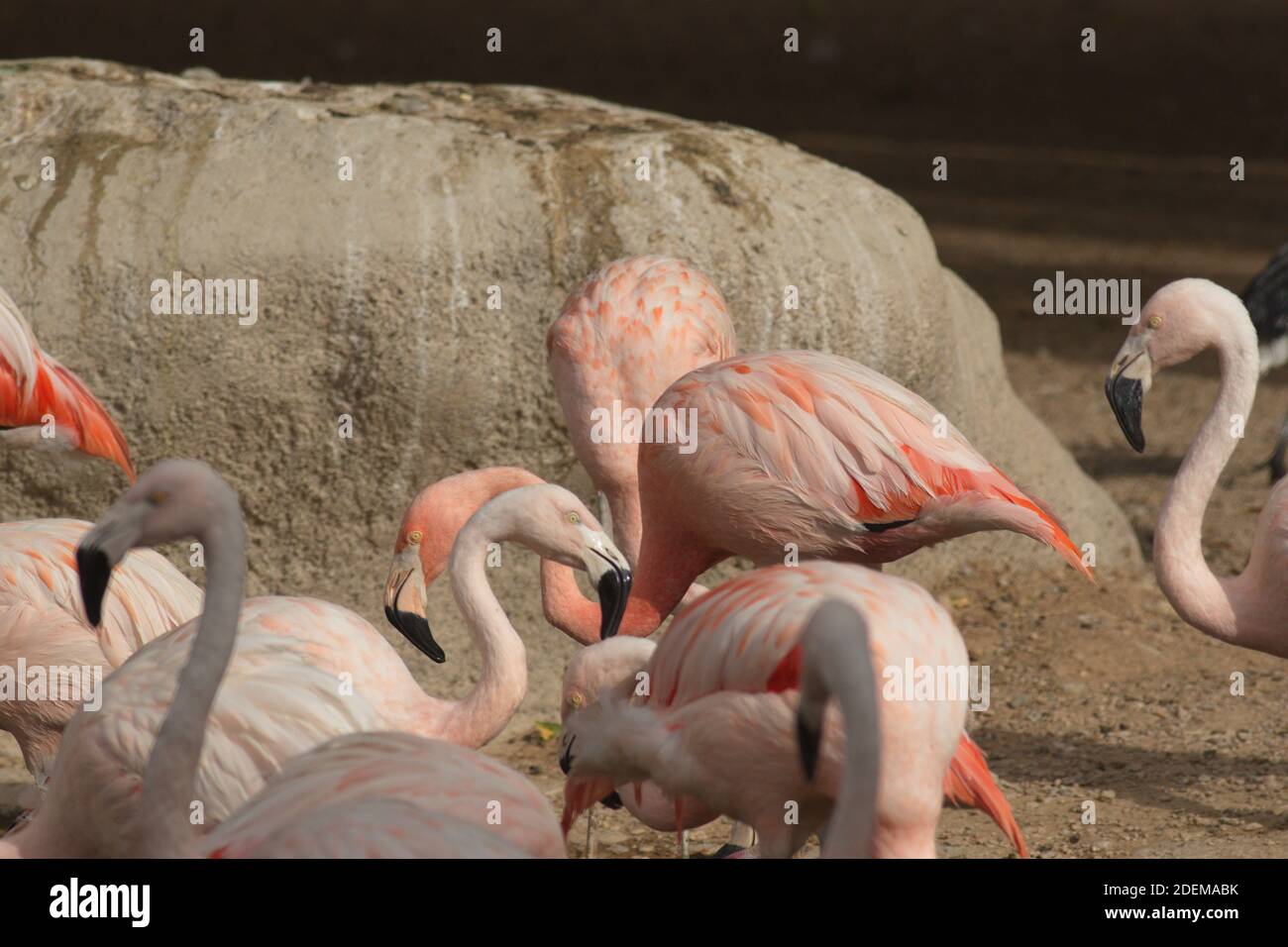 Flamingos or flamingos are a type of wading bird in the family ...