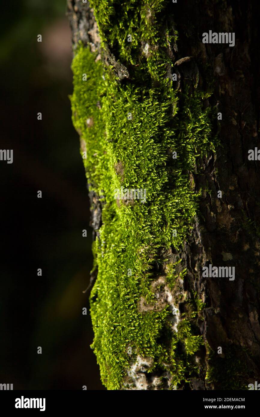 Bark moss mossy tree hi-res stock photography and images - Alamy