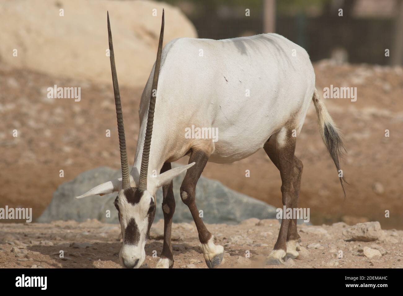 The Arabian oryx or white oryx is a medium-sized antelope with a ...