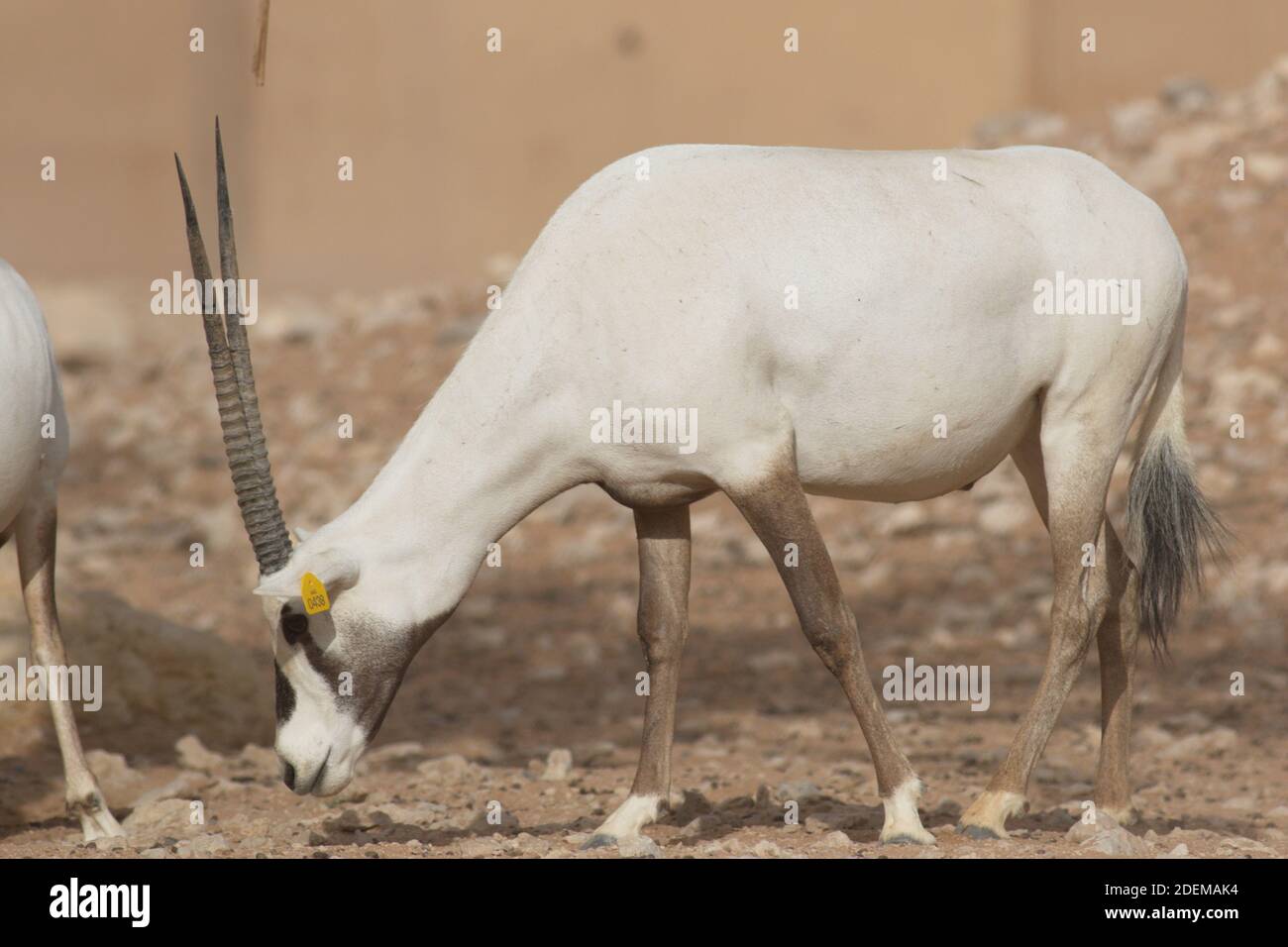 Tufted horns hi-res stock photography and images - Alamy