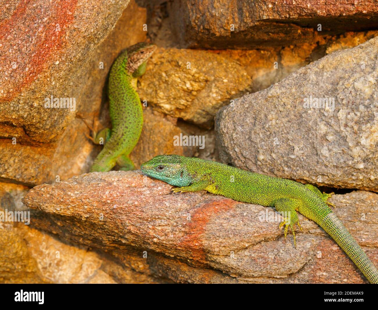 lacerta viridis, european green lizard in austria, couple on a rock ...