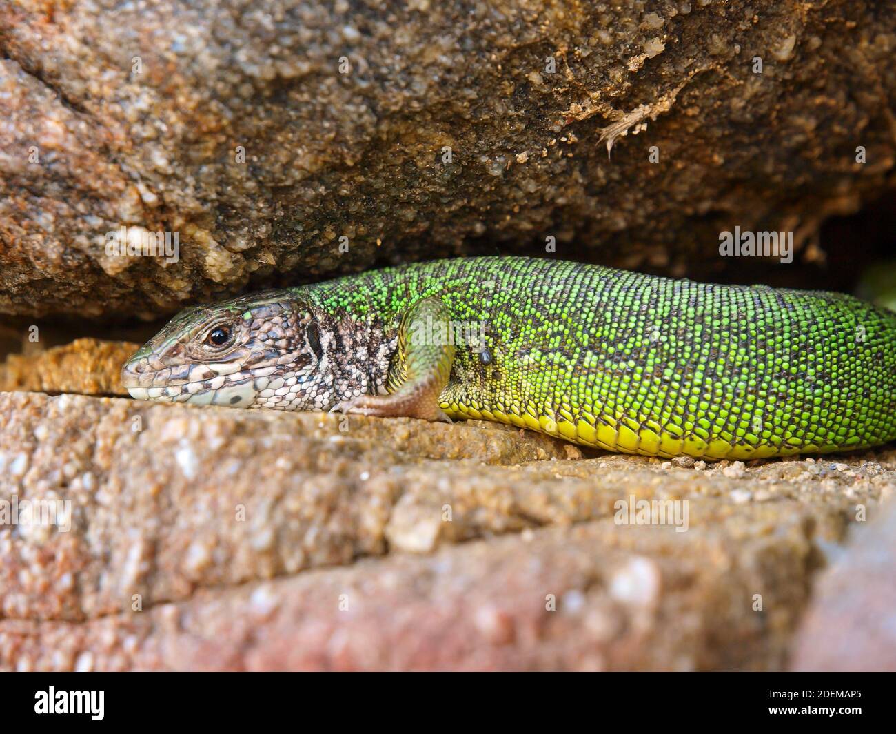 lacerta viridis, european green lizard in austria Stock Photo - Alamy