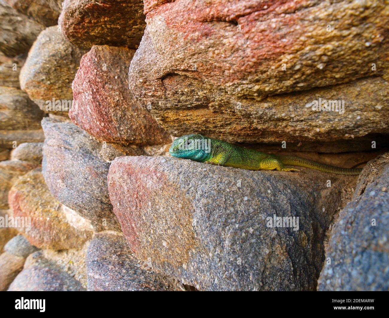 lacerta viridis, european green lizard in austria, male Stock Photo - Alamy