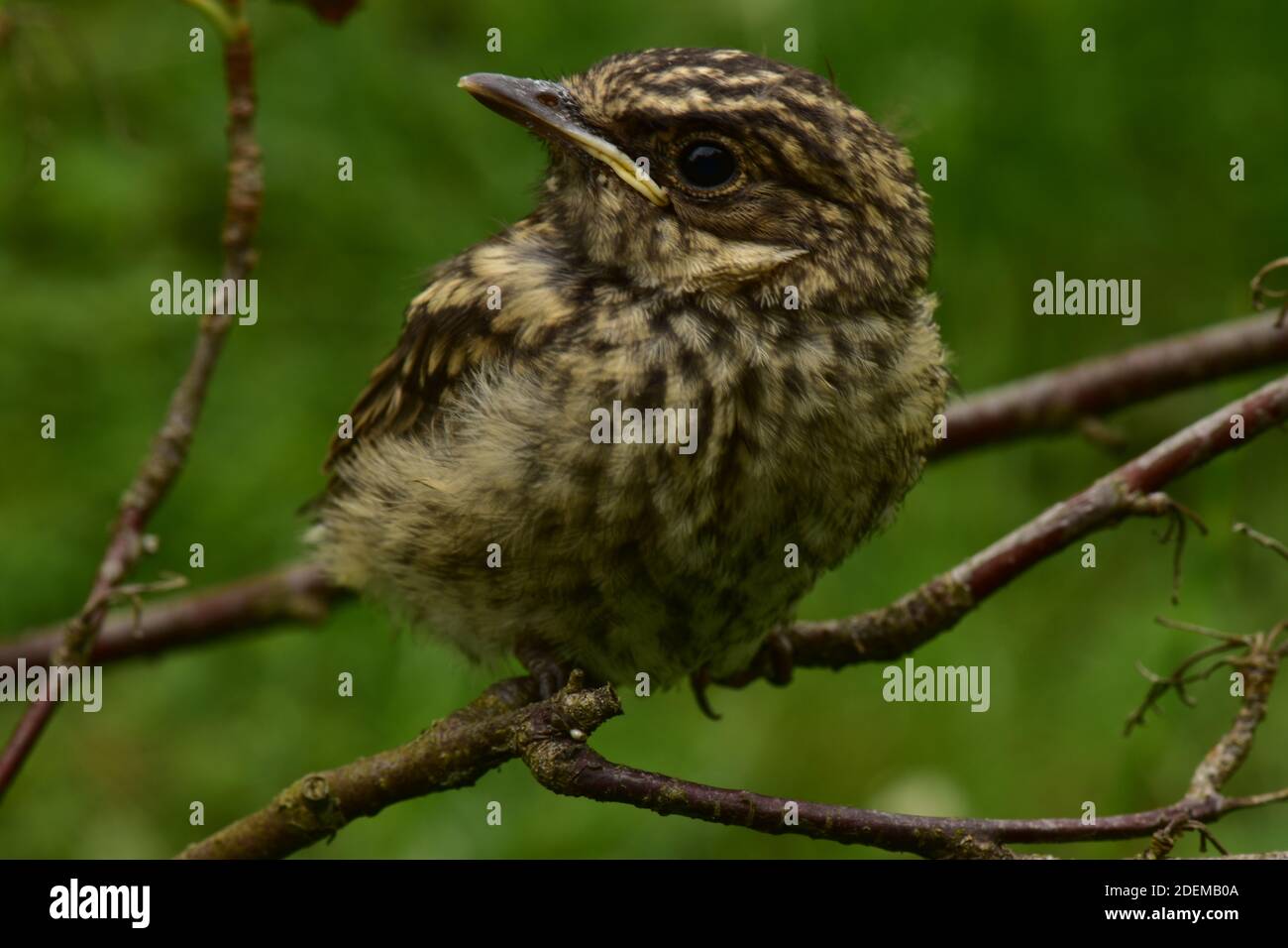 Young thrush hi-res stock photography and images - Alamy