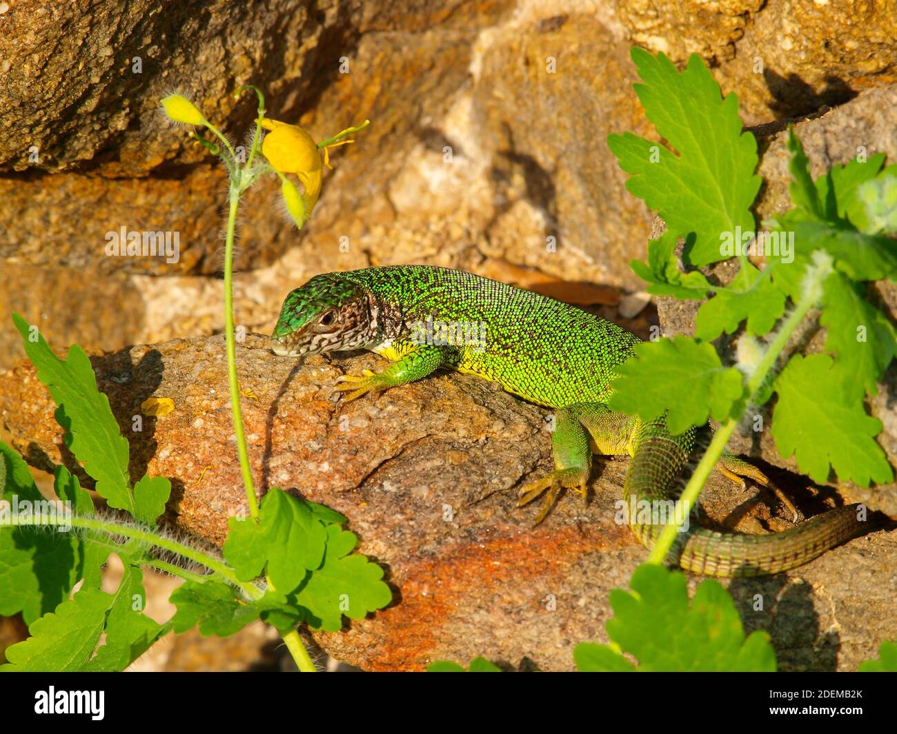 lacerta viridis, european green lizard in austria, female Stock Photo ...