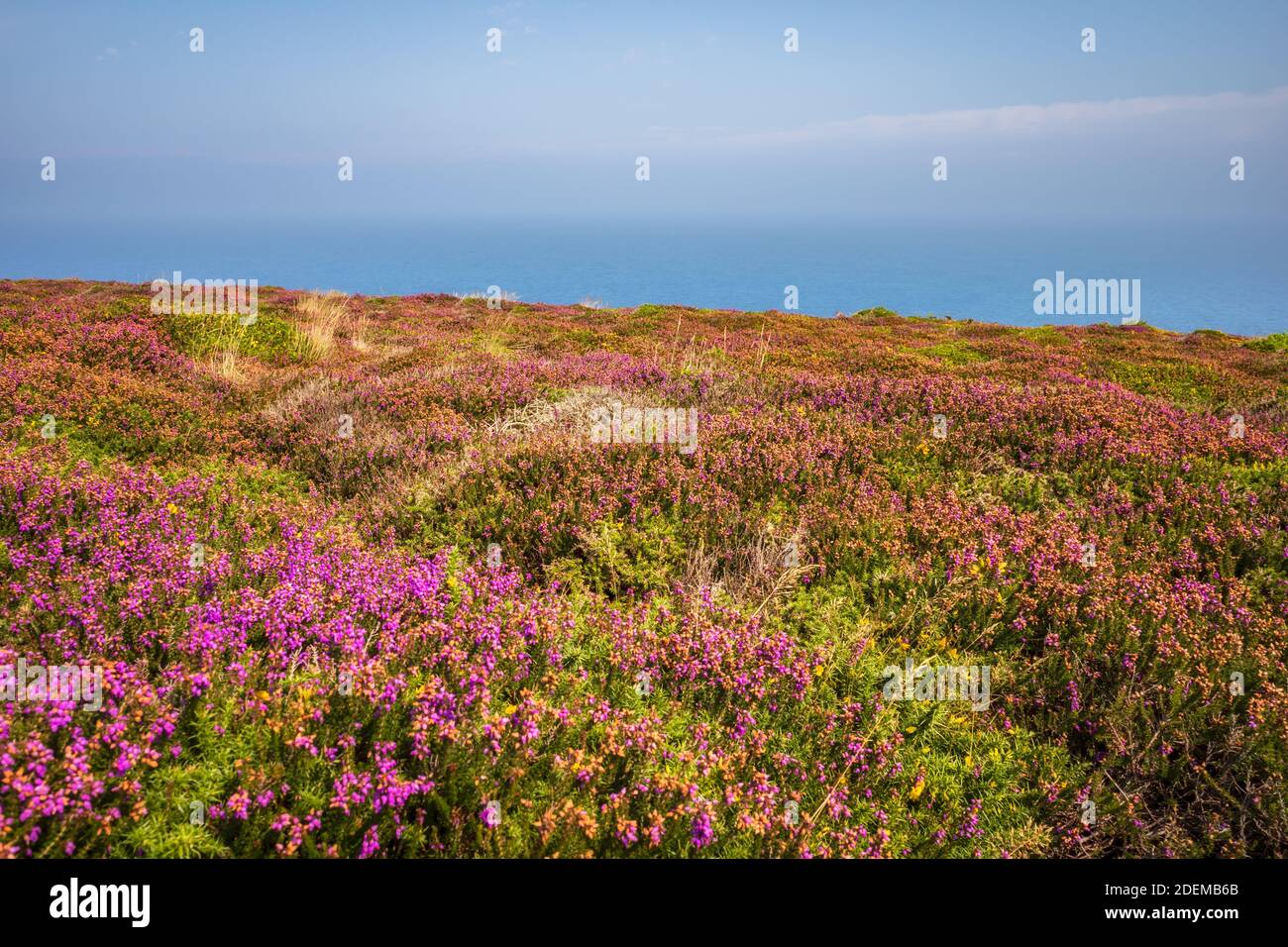 Cornwalli, UK: Beautiful heather along the Cornish coast path. Between ...