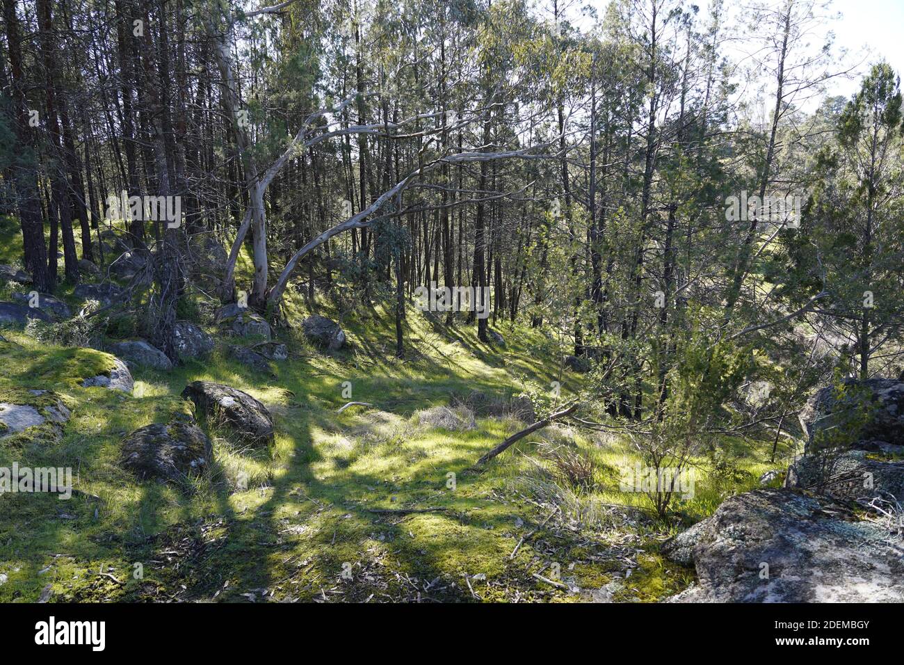 Native goldfield bushland in Mt. Pilot National Park, Victoria ...