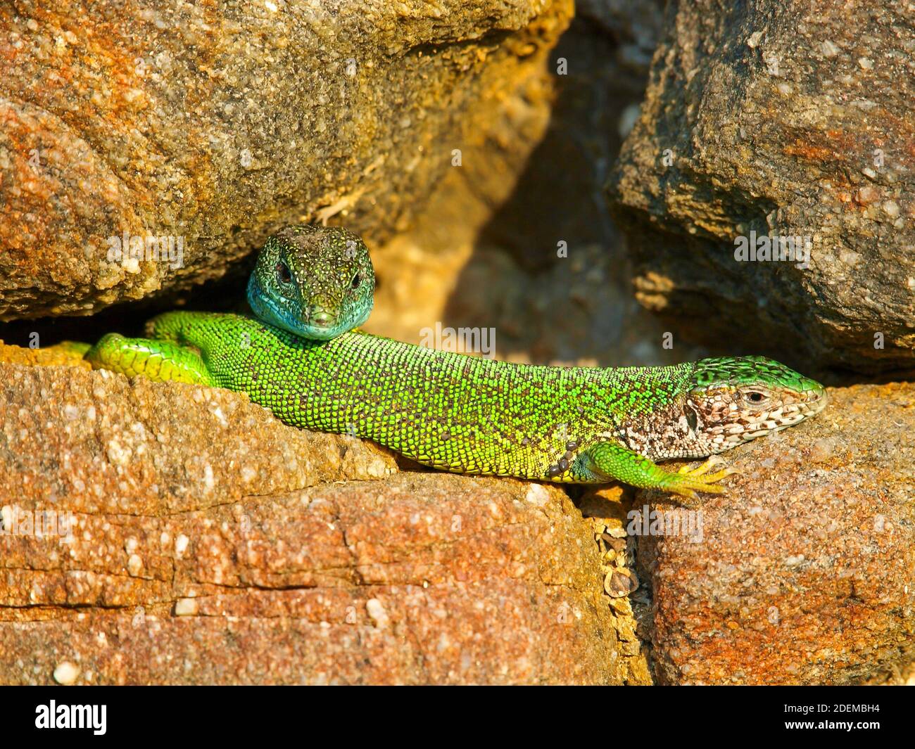 lacerta viridis, european green lizard in austria, couple on a rock, male, female Stock Photo ...