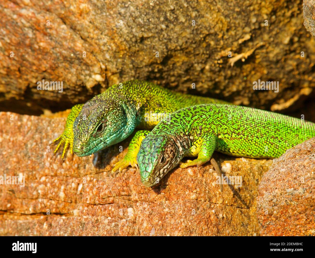 lacerta viridis, european green lizard in austria, couple on a rock, male, female Stock Photo ...
