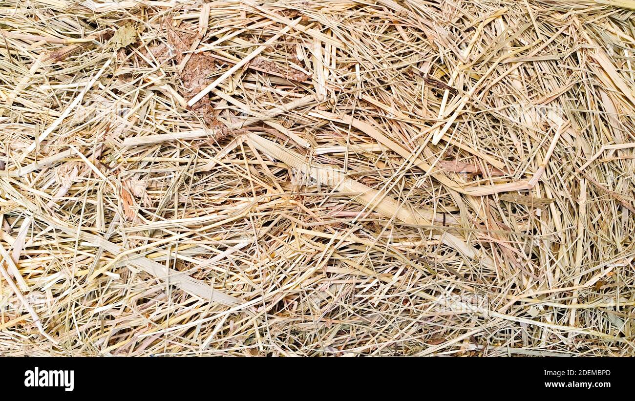 hay texture background, top view Stock Photo - Alamy