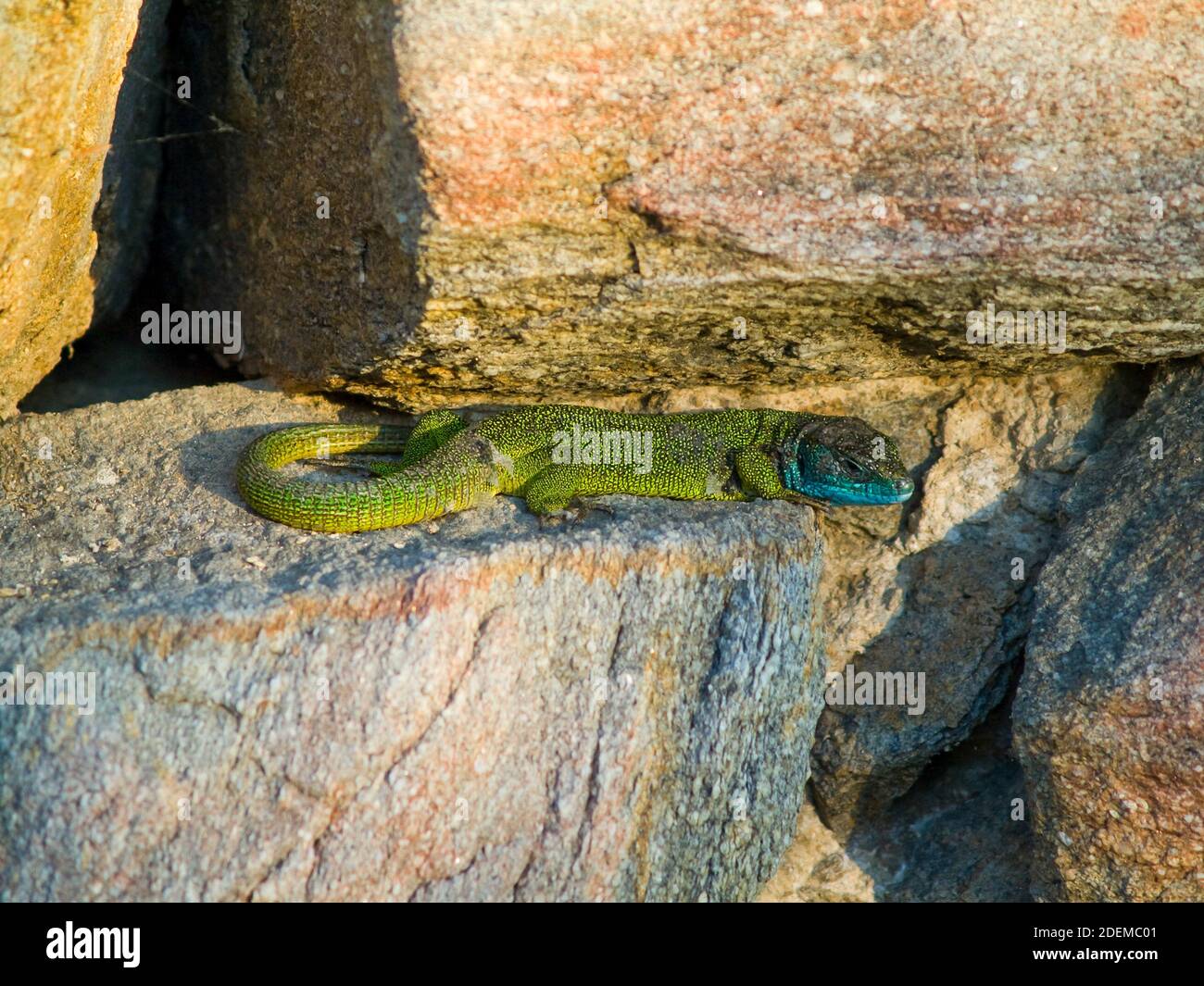 lacerta viridis, european green lizard in austria, male Stock Photo - Alamy