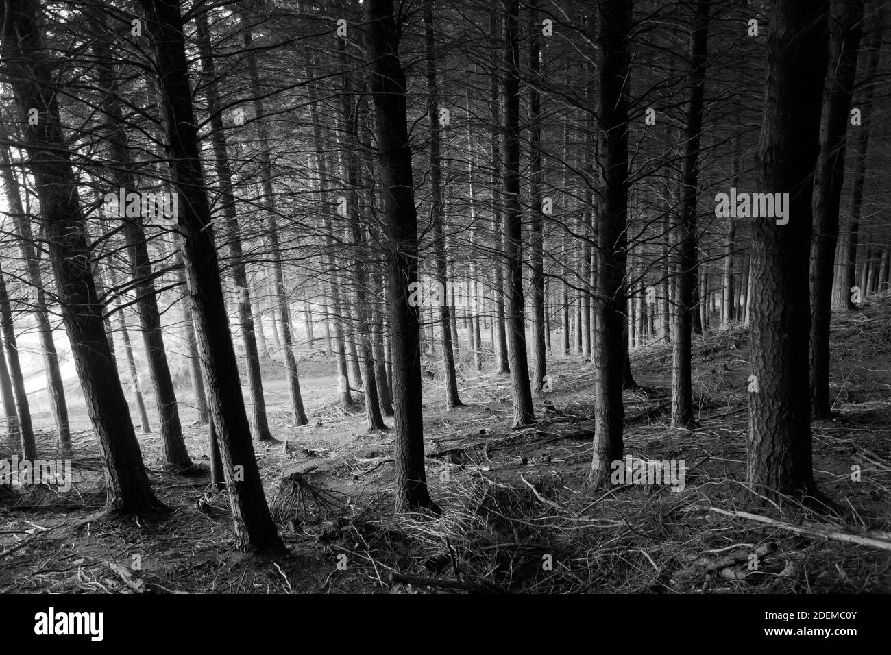 Woodland slopes Black and White Stock Photos & Images - Alamy