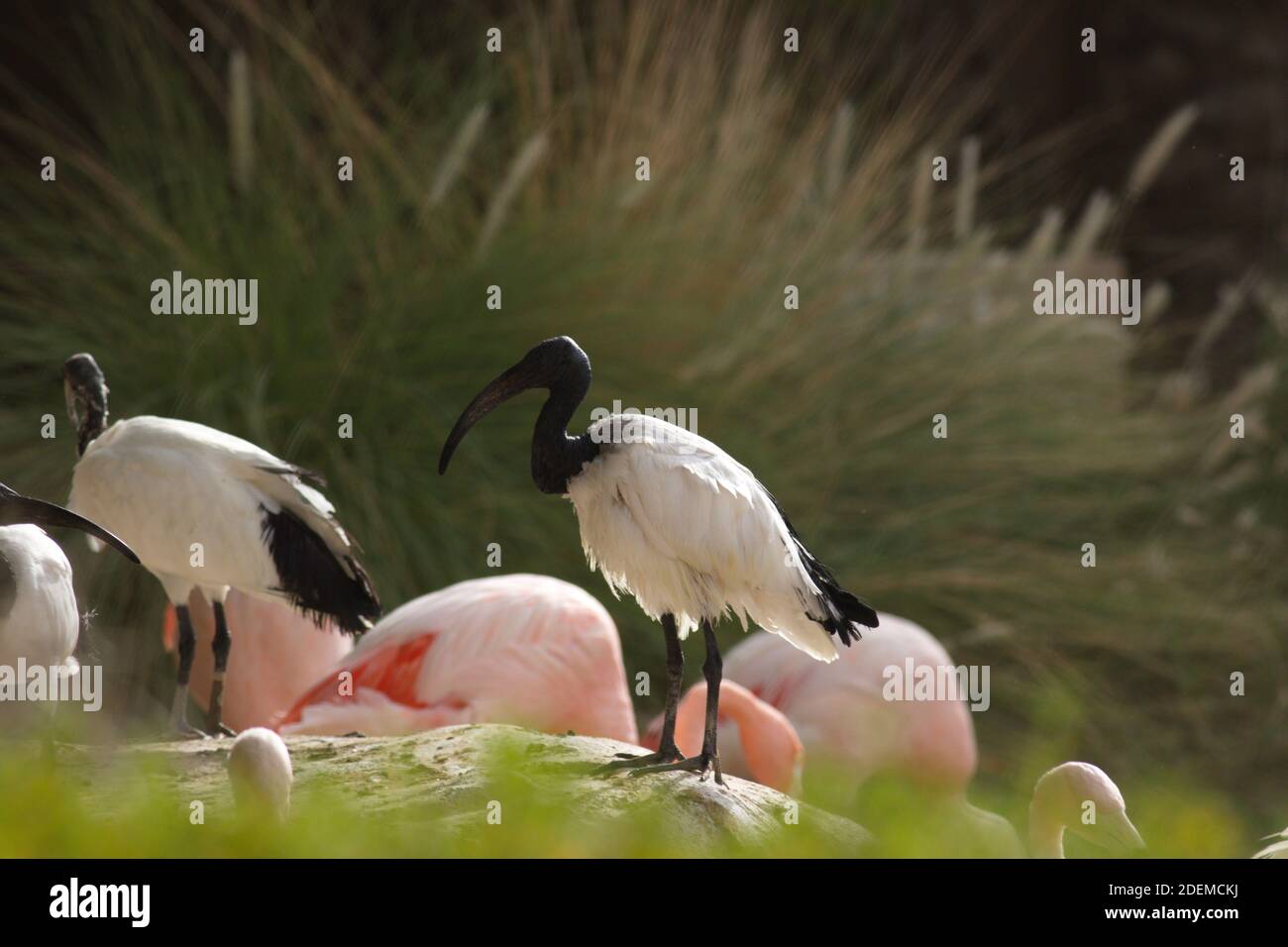 The ibises are a group of long-legged wading birds in the family ...