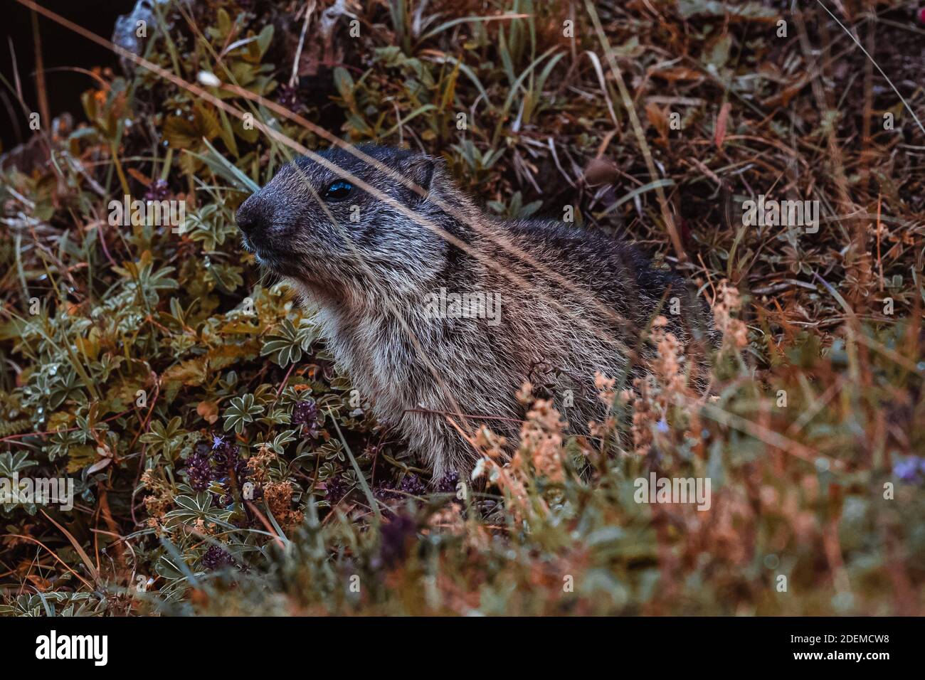 Groundhog in detail hi-res stock photography and images - Alamy