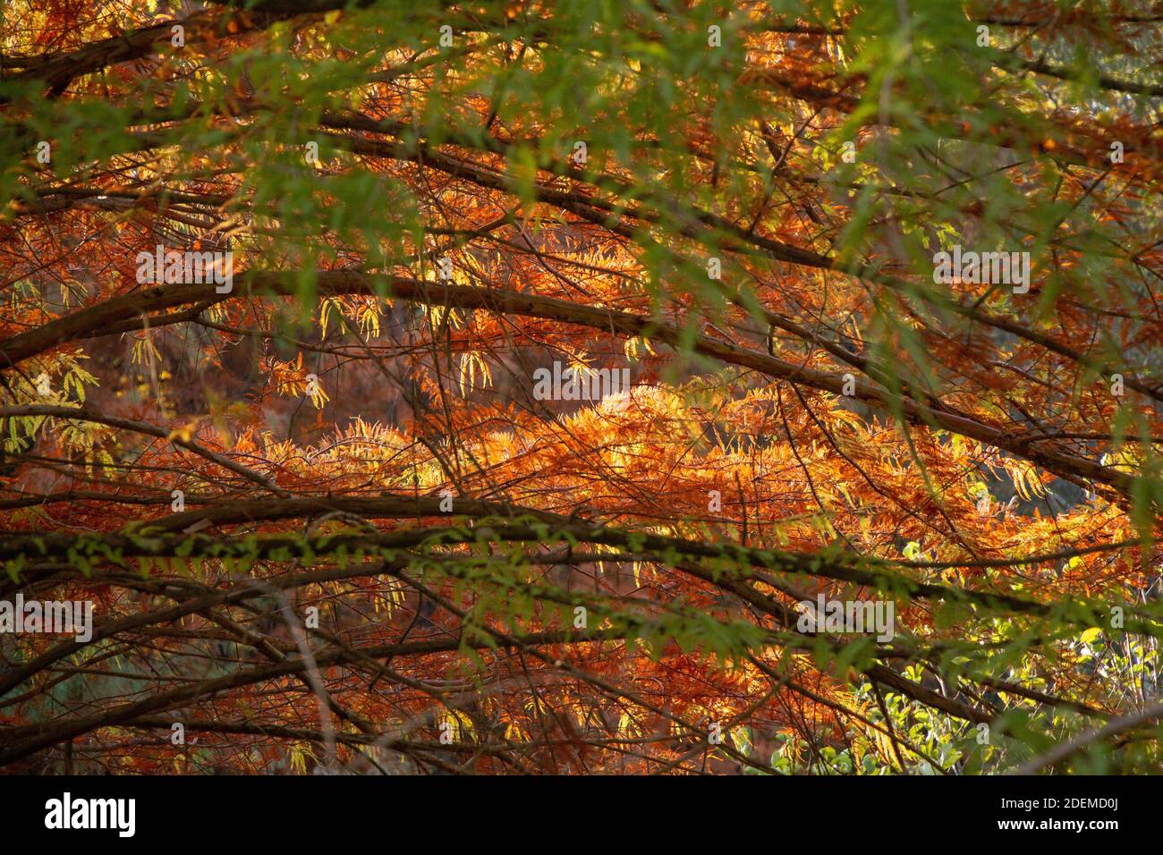 Autumn tree leaves texture background. leaf background texture Stock ...