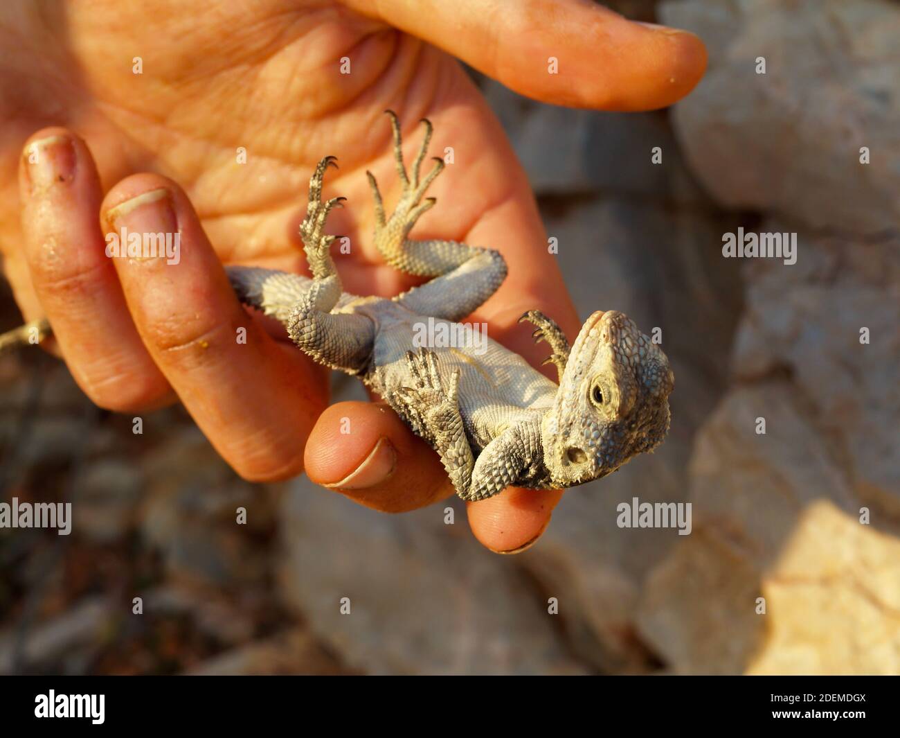 stellion, laudakia stellio, agama stellio, stellagama stellio Stock ...